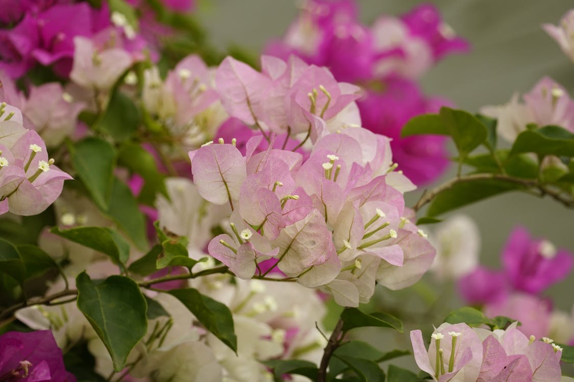 Blossoming Bougainvillea Shrub · Free Stock Photo Blossoming Bougainvillea Shrub · Free Stock Photo