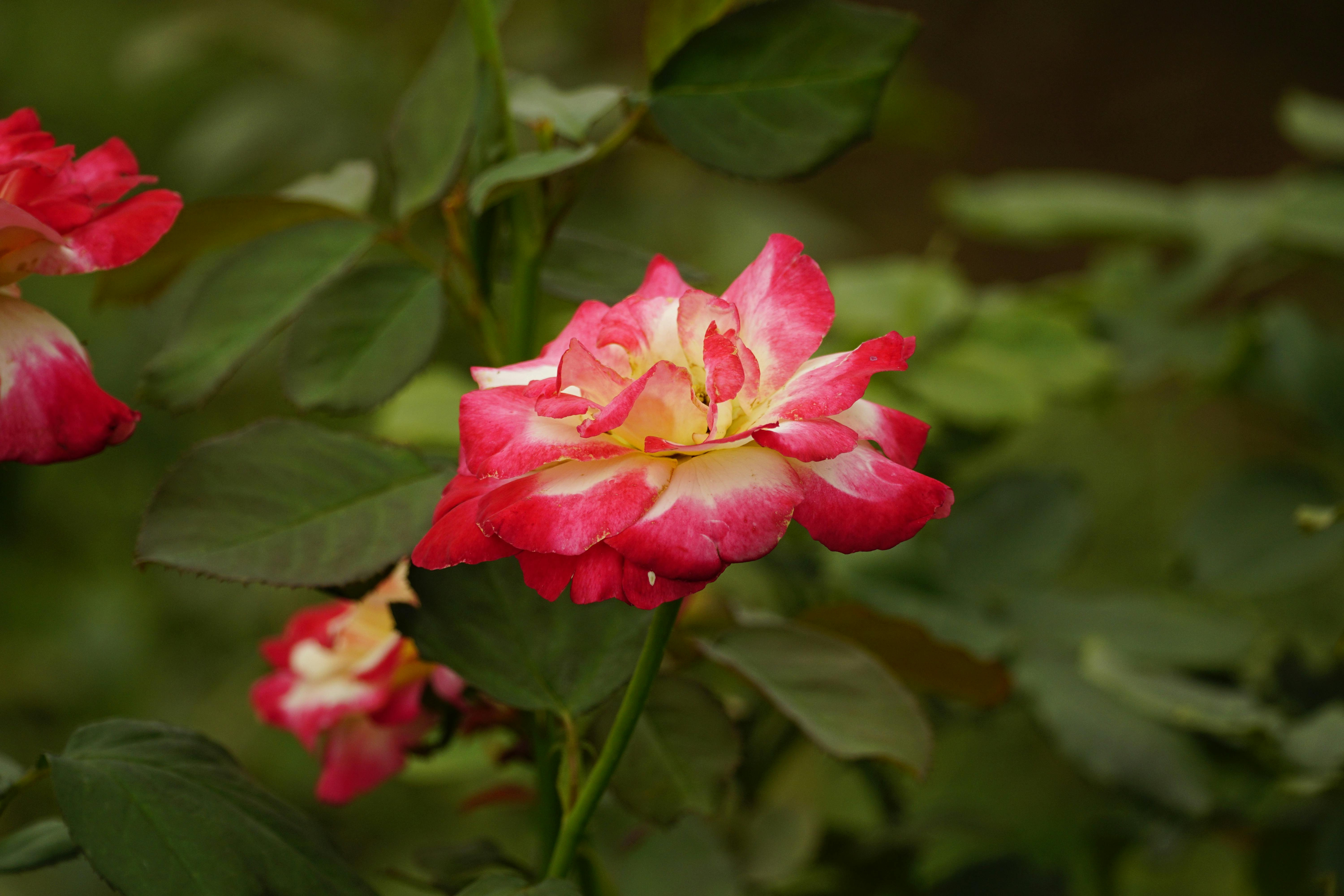 Red Yellow Roses Photos, Download The BEST Free Red Yellow Roses Stock ...