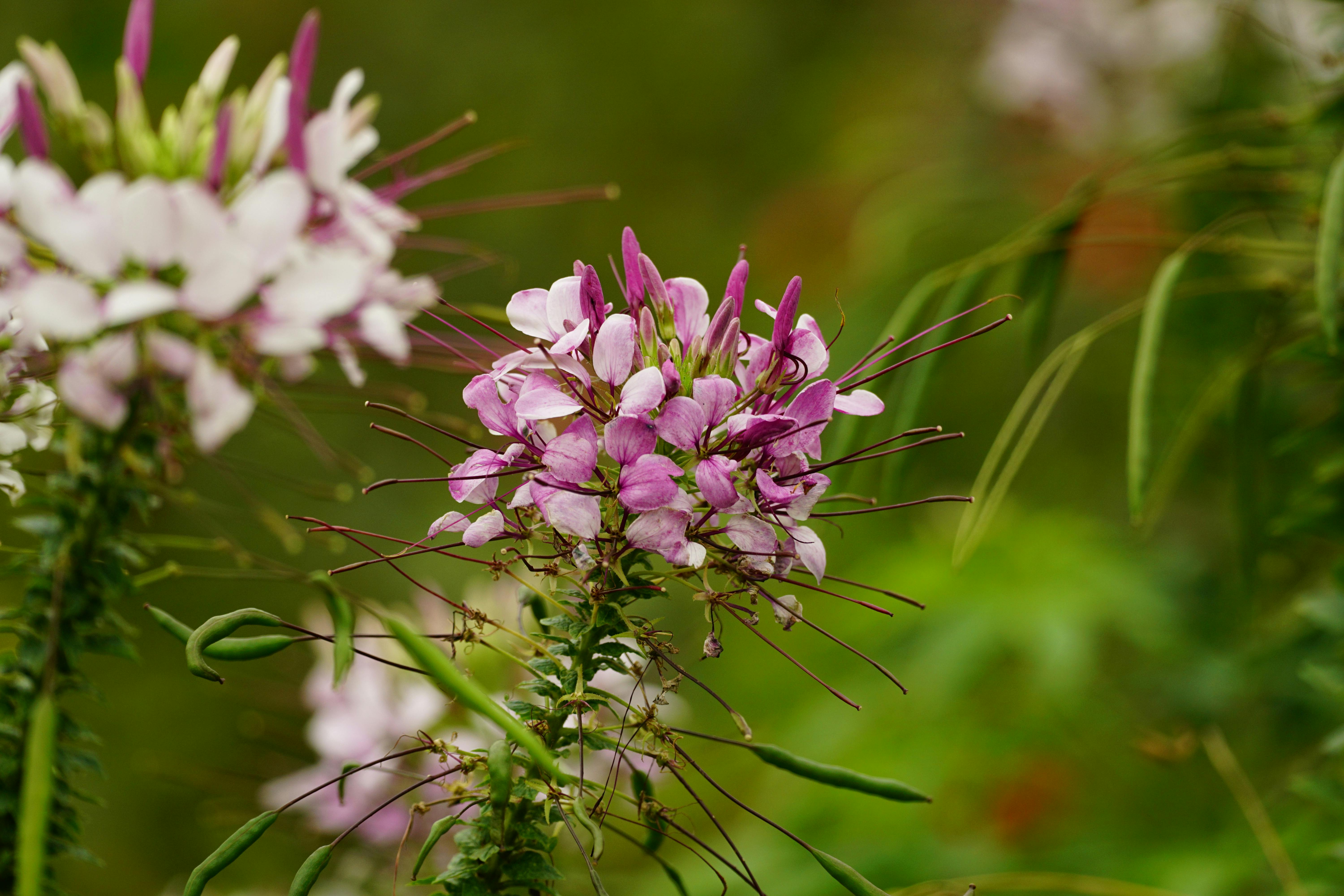 Close-up of purple flowers in the Garden · Free Stock Photo