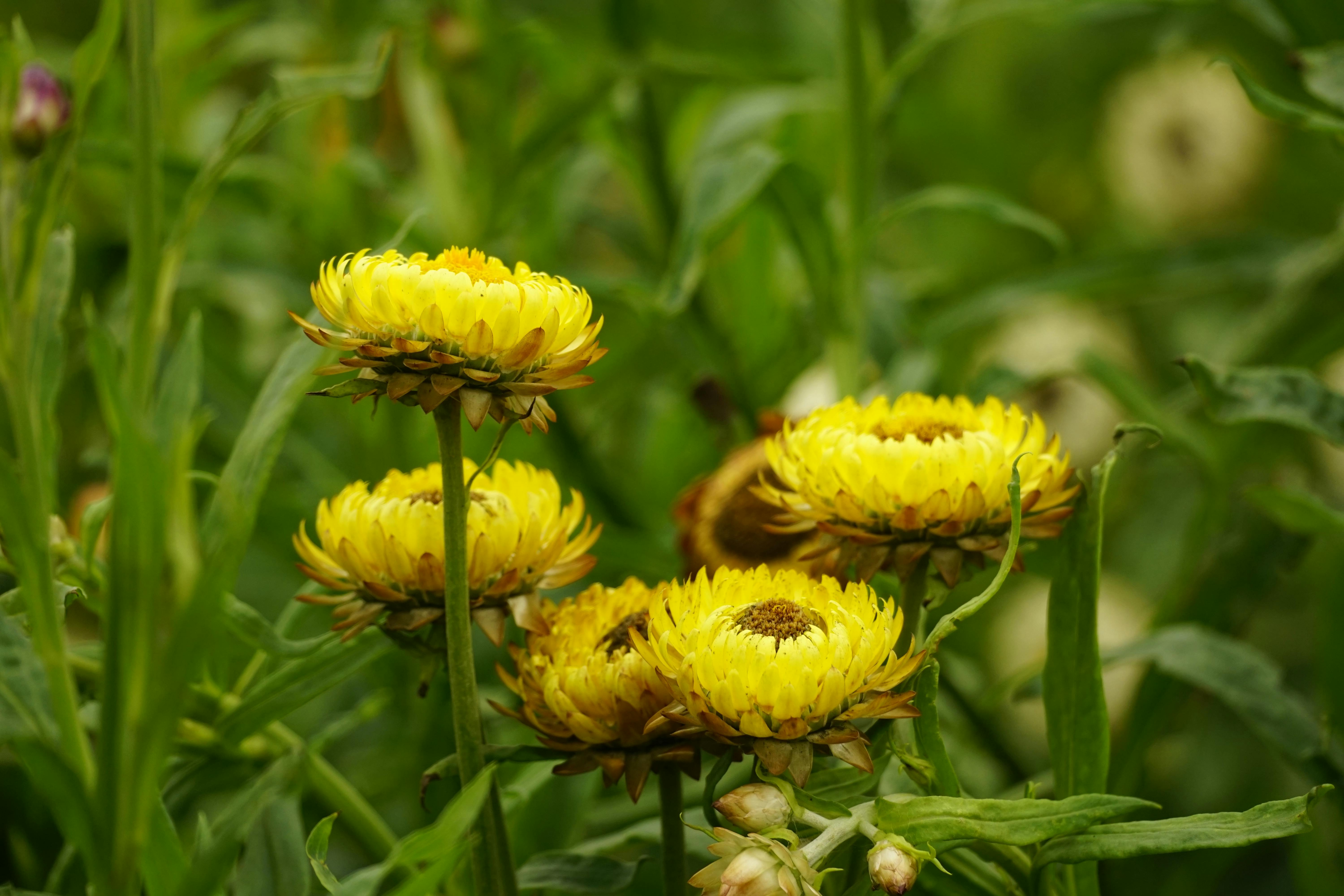 White Multipetal Flower · Free Stock Photo