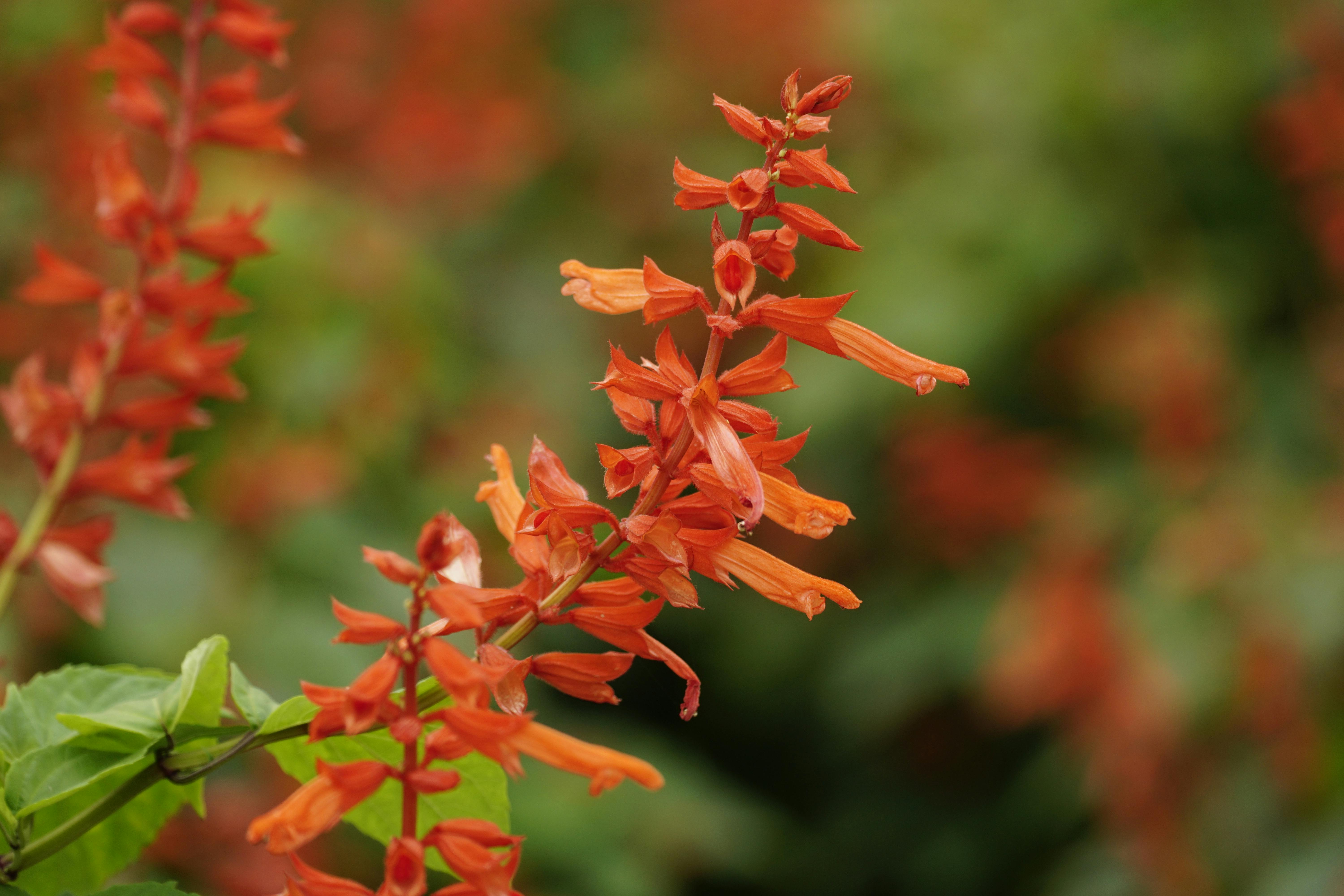 Saging Sagingan Photos, Download The BEST Free Saging Sagingan Stock ...