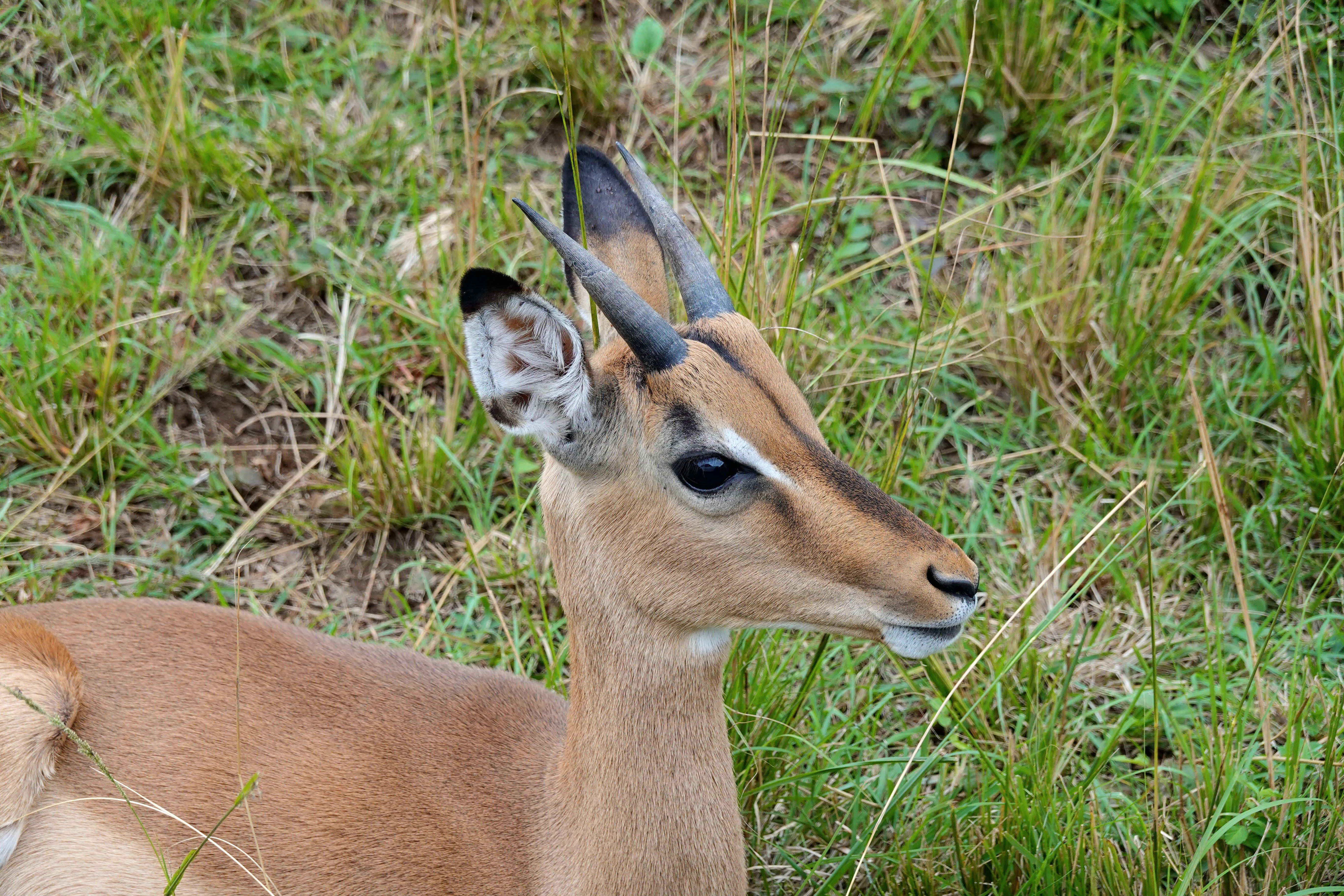 An Impala Lying on the Ground · Free Stock Photo