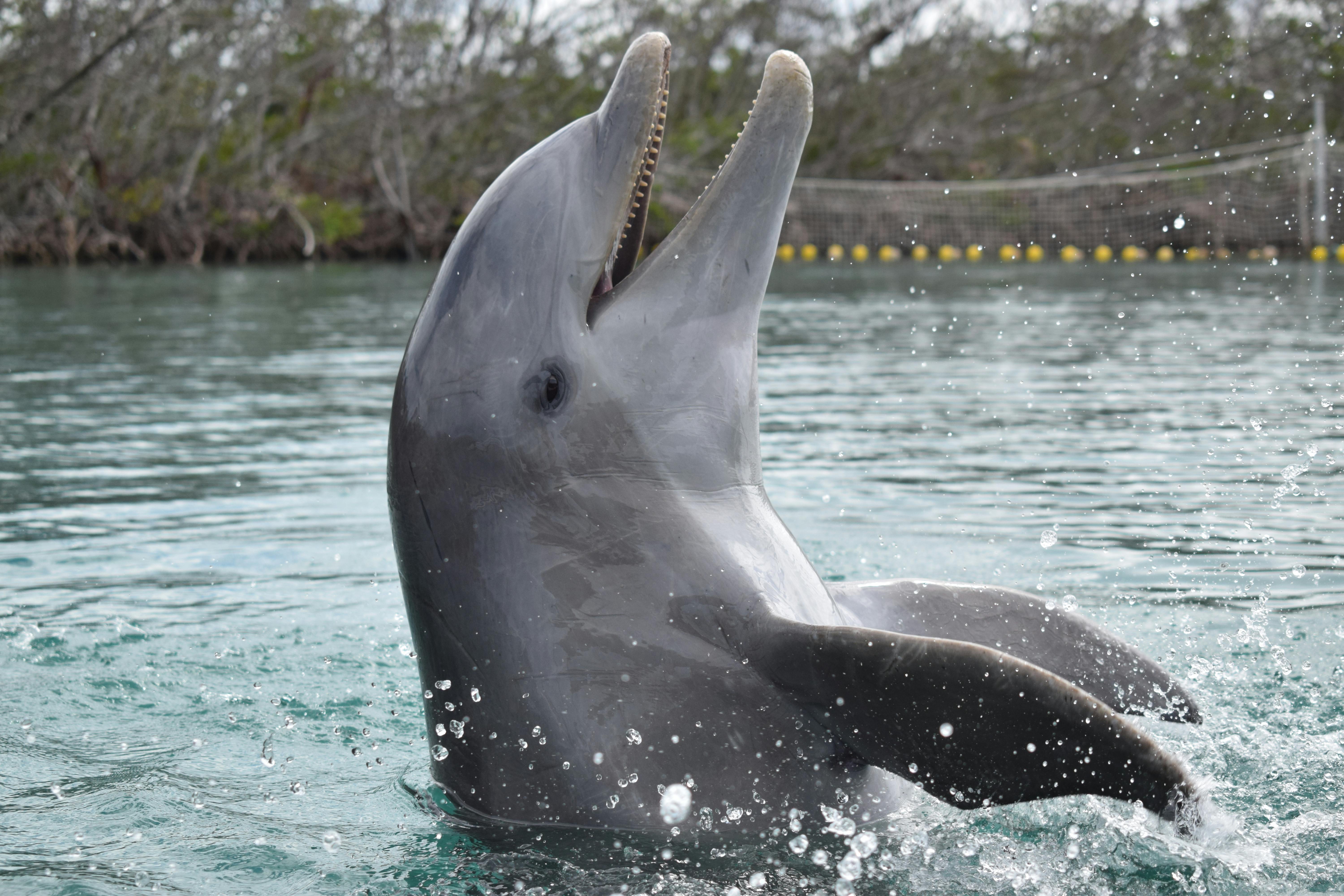 Excited Dolphin Photos, Download The BEST Free Excited Dolphin Stock ...