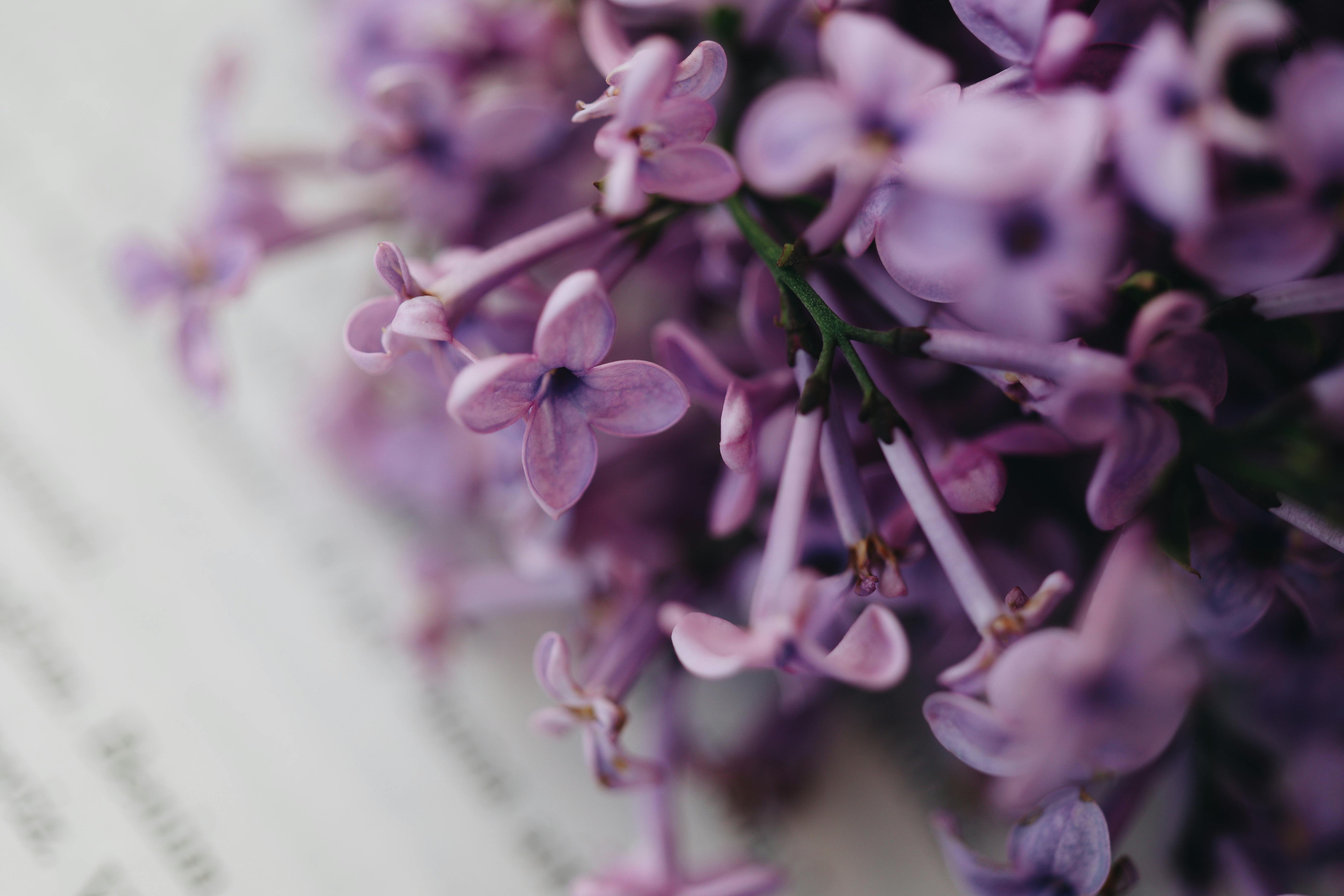 Purple Flowers · Free Stock Photo
