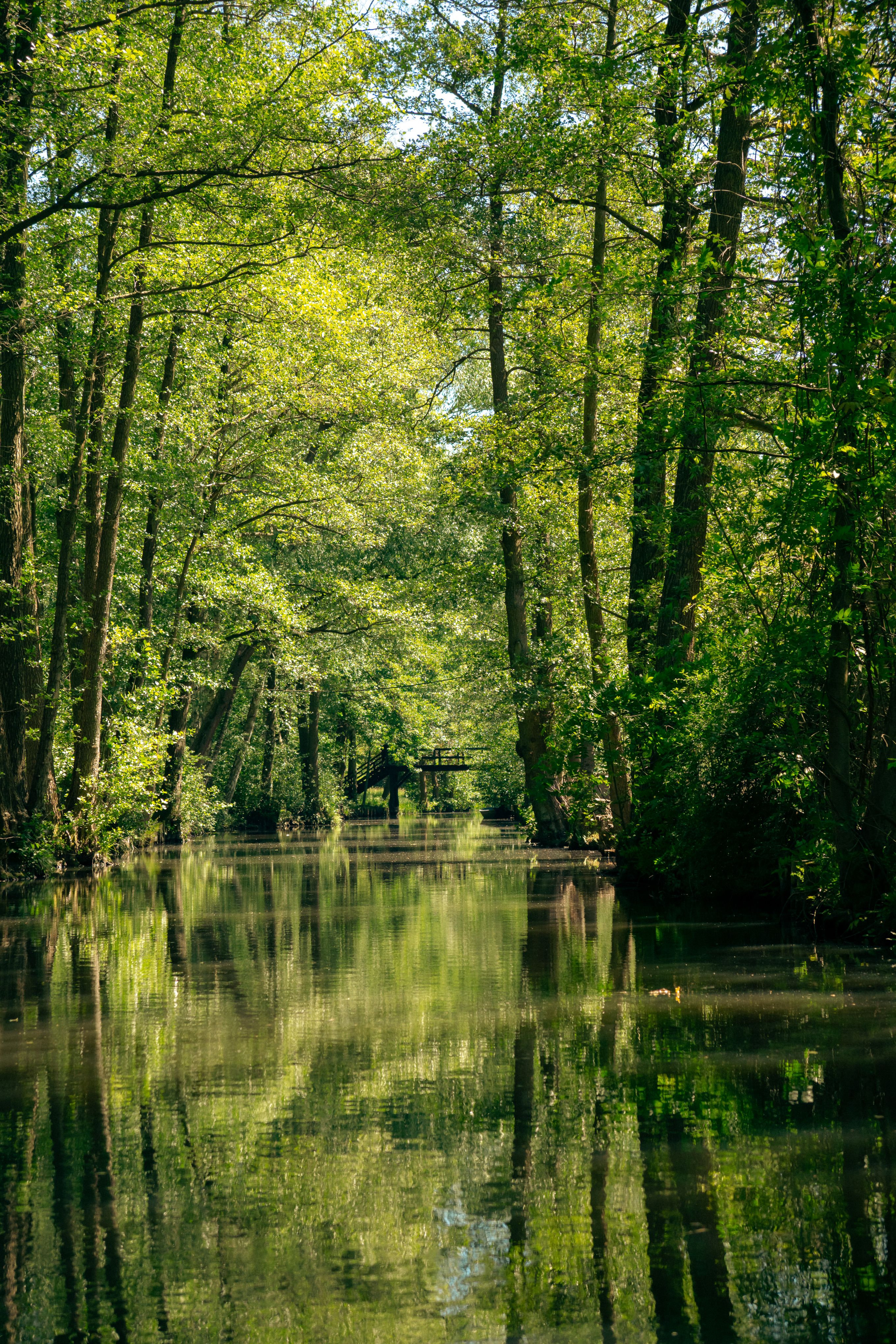 View of River Flowing between Green Trees in a Forest · Free Stock Photo