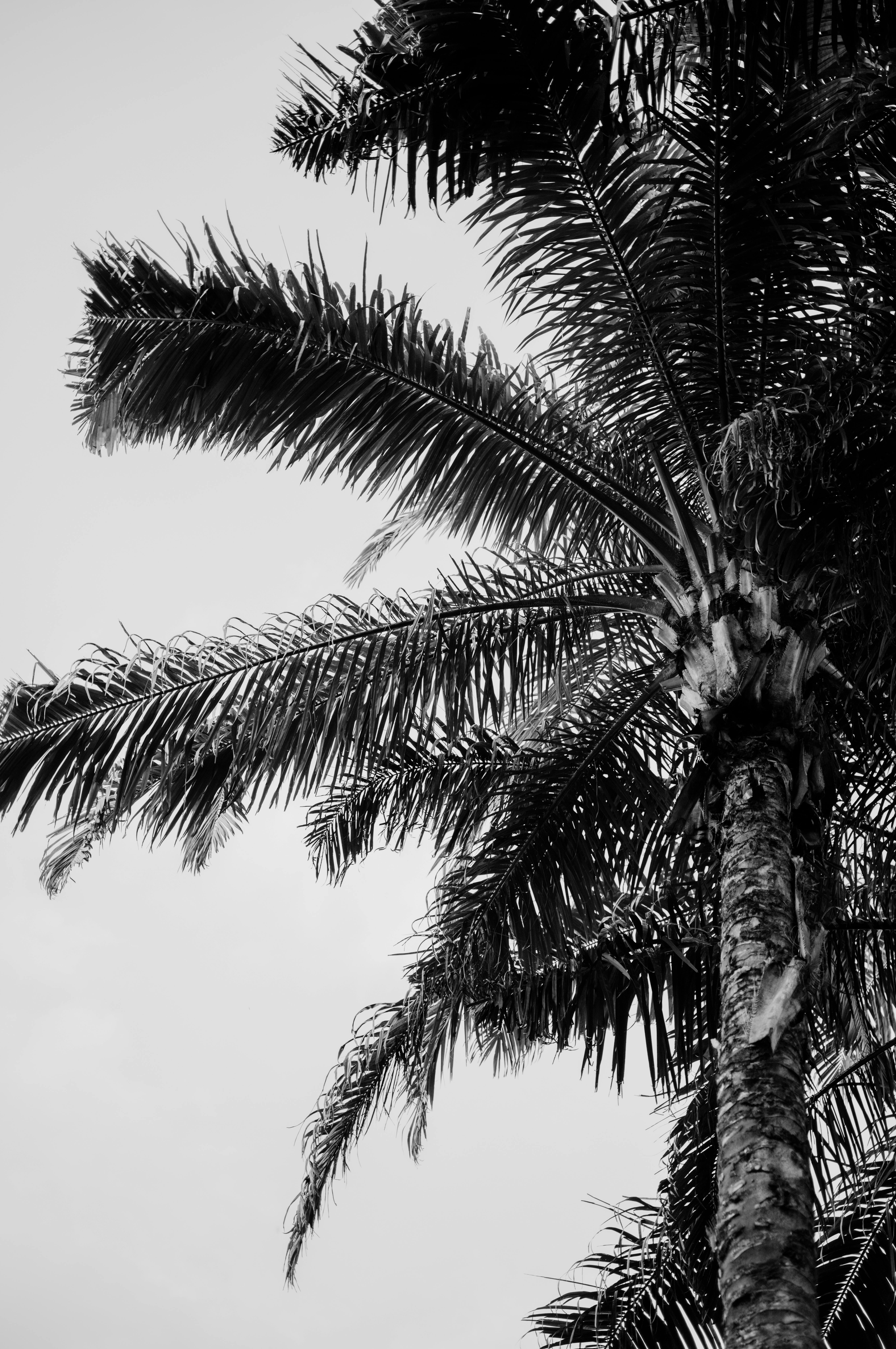 Black and white photograph of a palm tree · Free Stock Photo