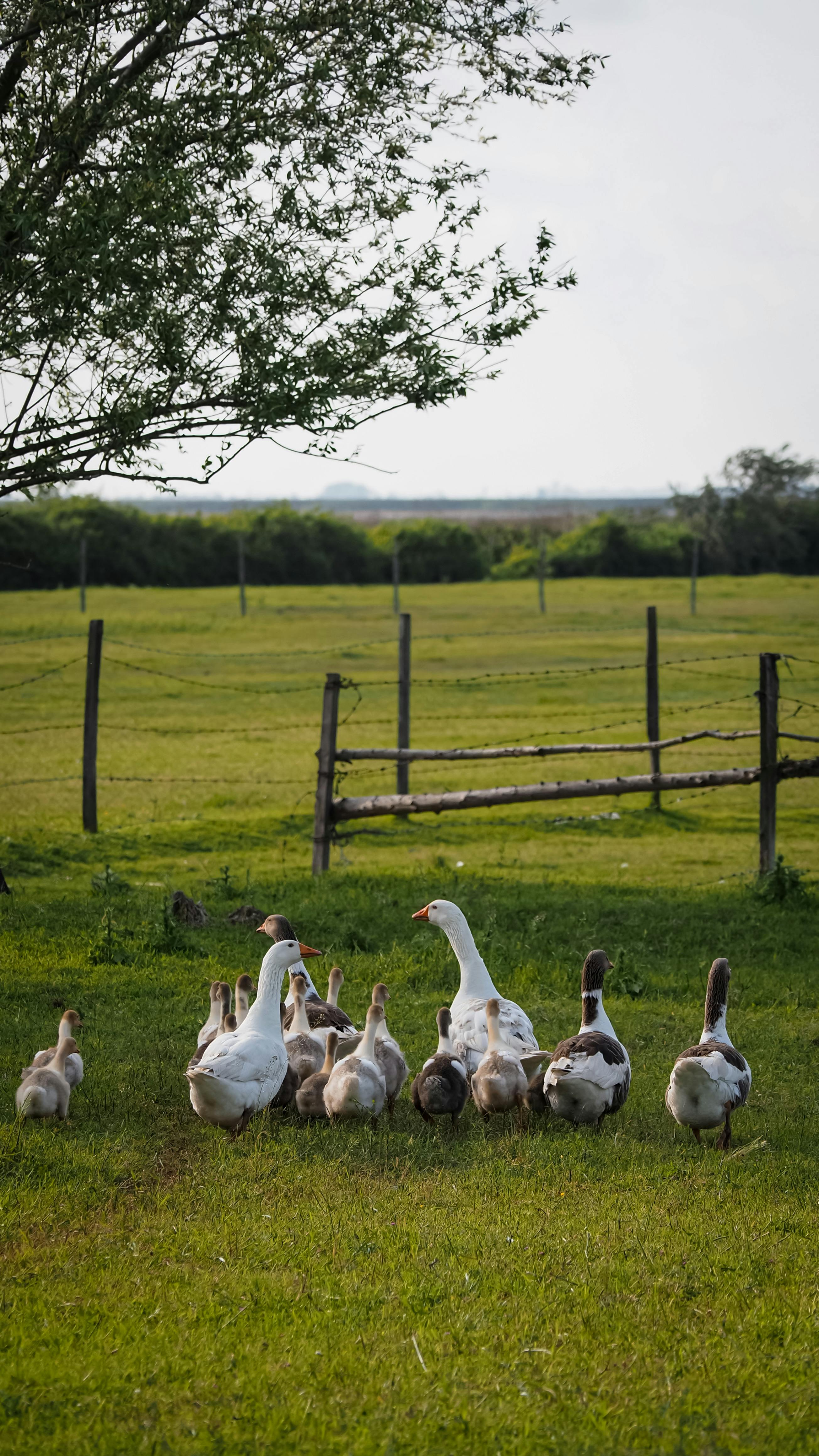 A group of geese in a field with a fence · Free Stock Photo