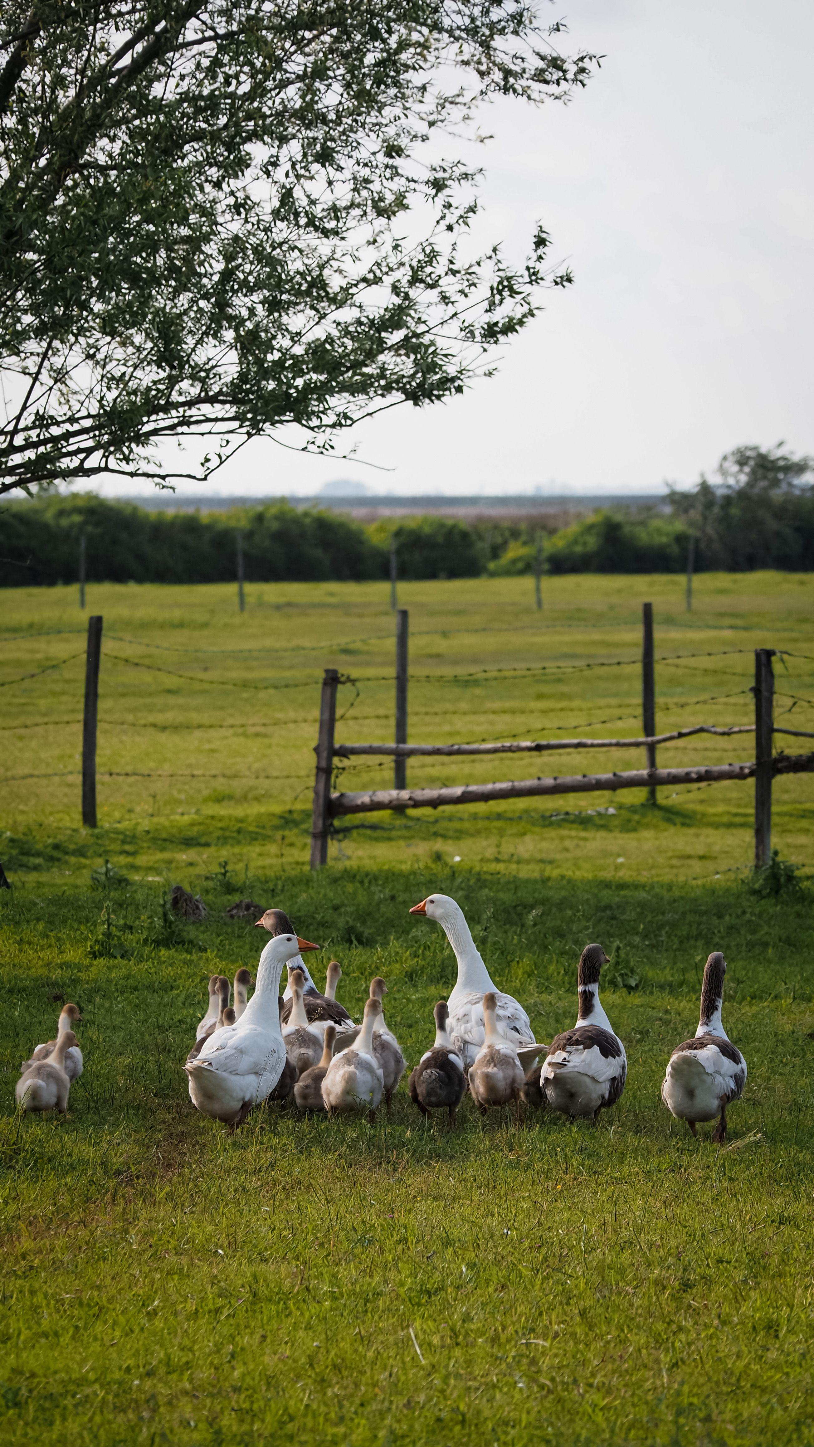 Photo of Geese Walking on the Grass Field in the Countryside · Free ...