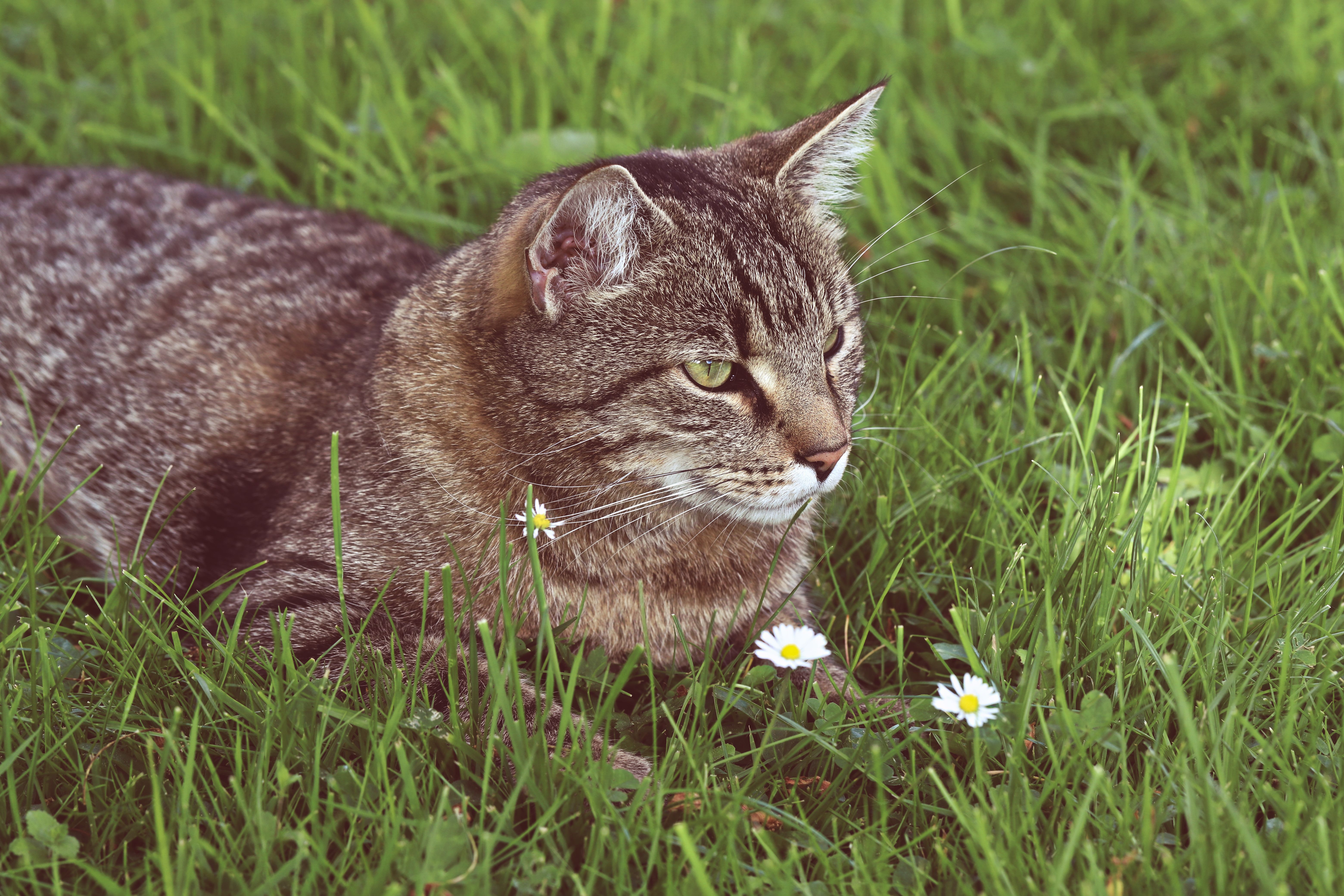Katze · Free Stock Photo