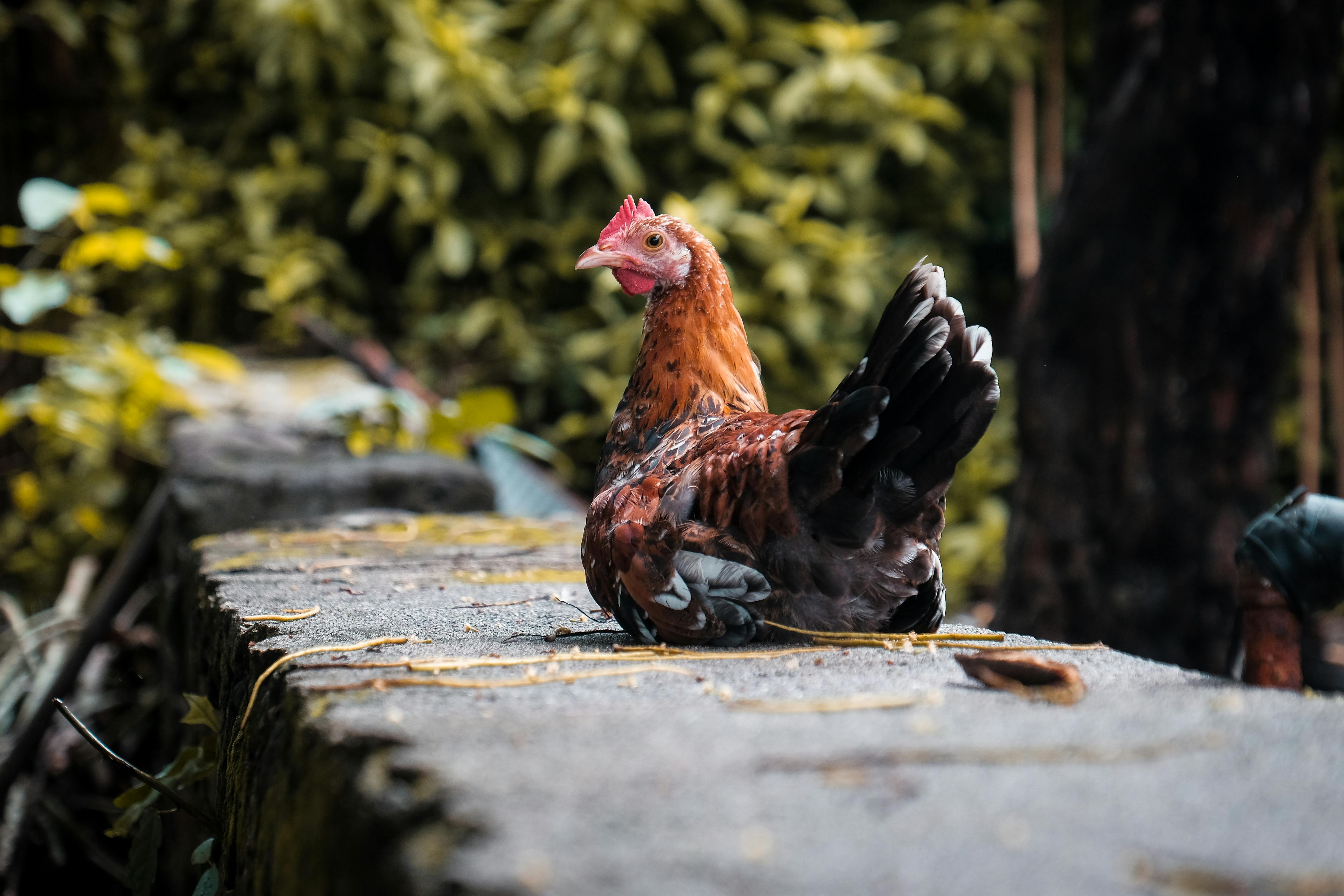 Photo of Hen Sitting on Concrete Surface · Free Stock Photo