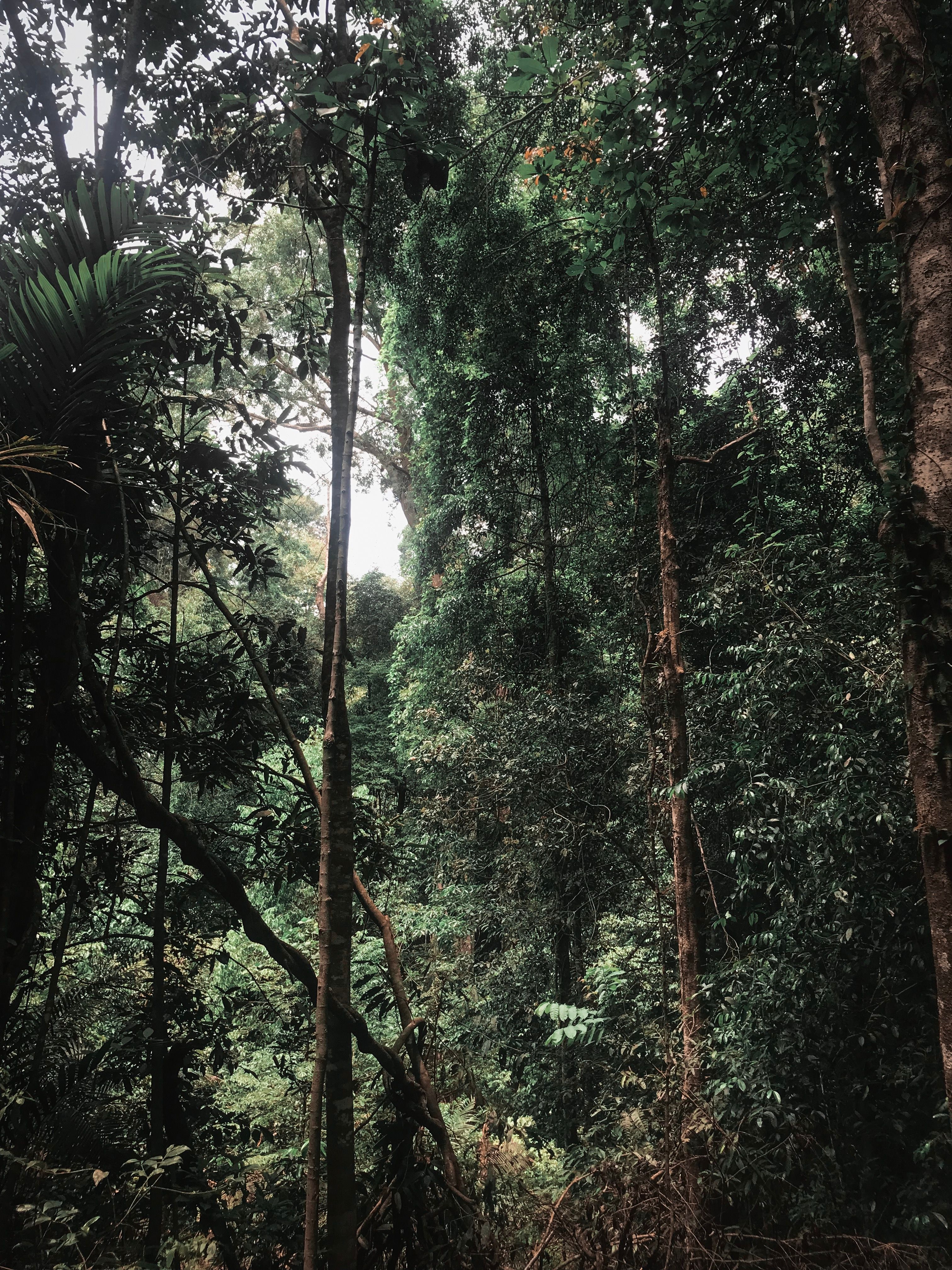 Green Tree Forest Scenery · Free Stock Photo