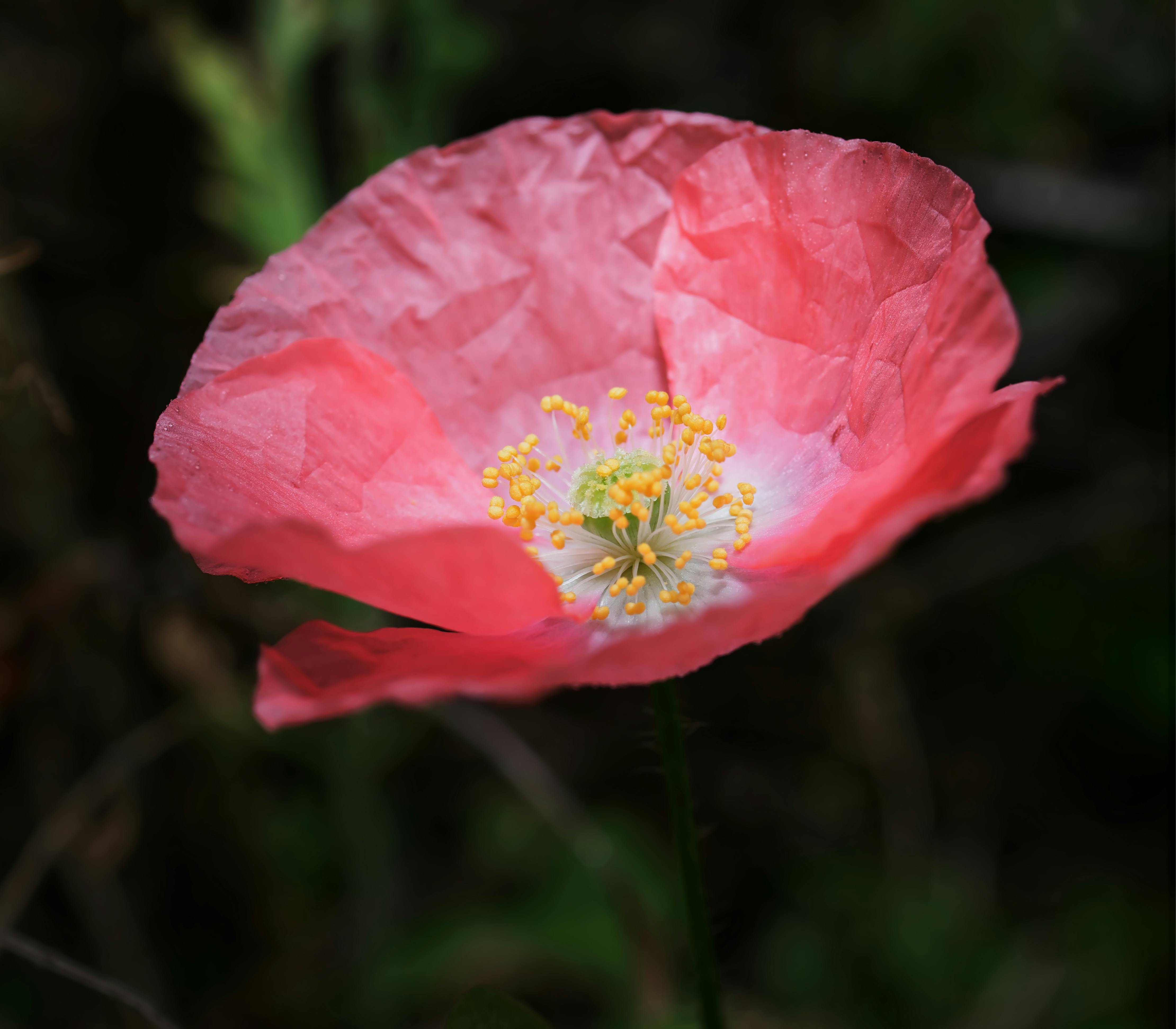 How Does Nature Help Reduce Stress?