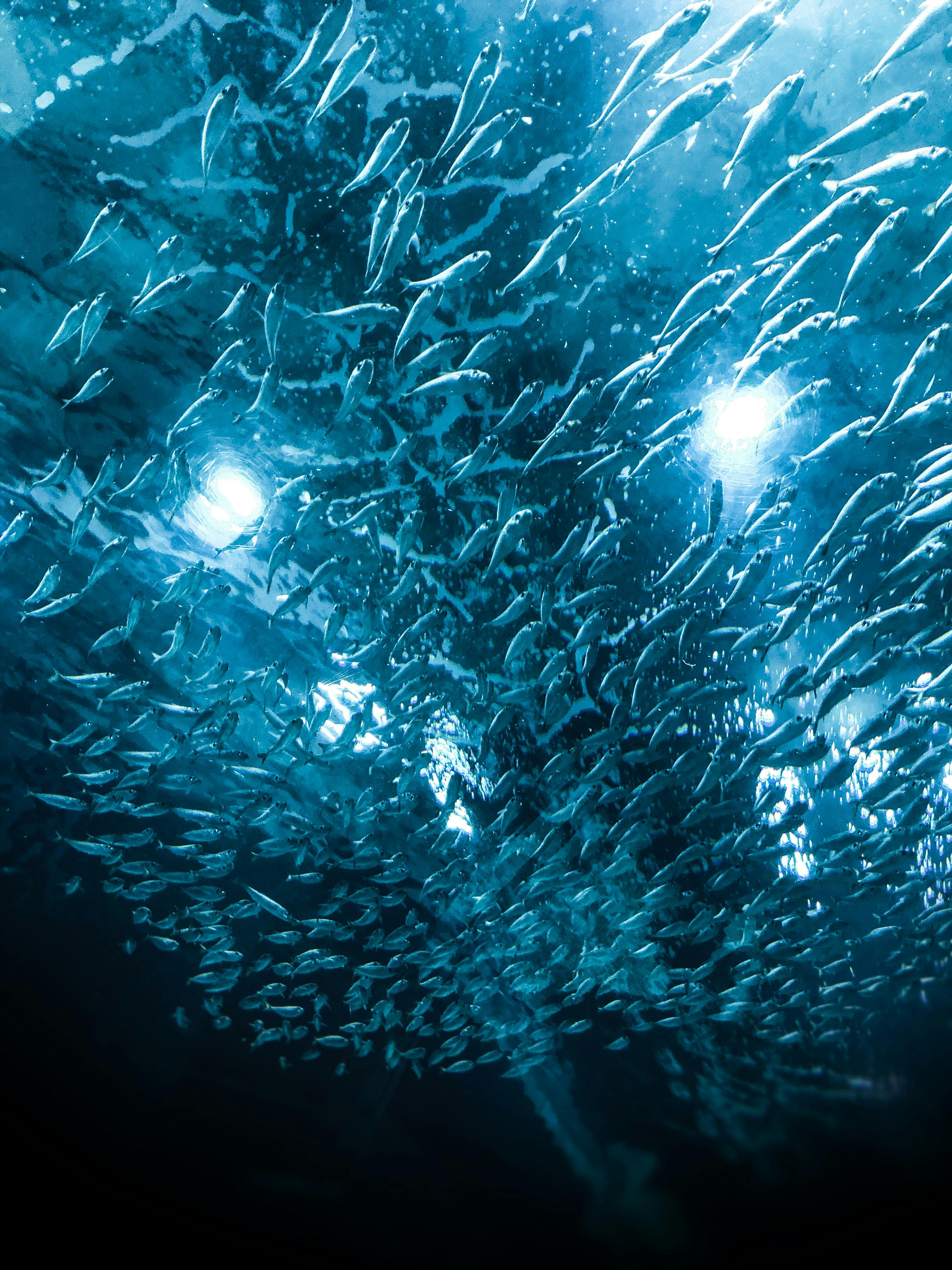 Shoal of Fish · Free Stock Photo