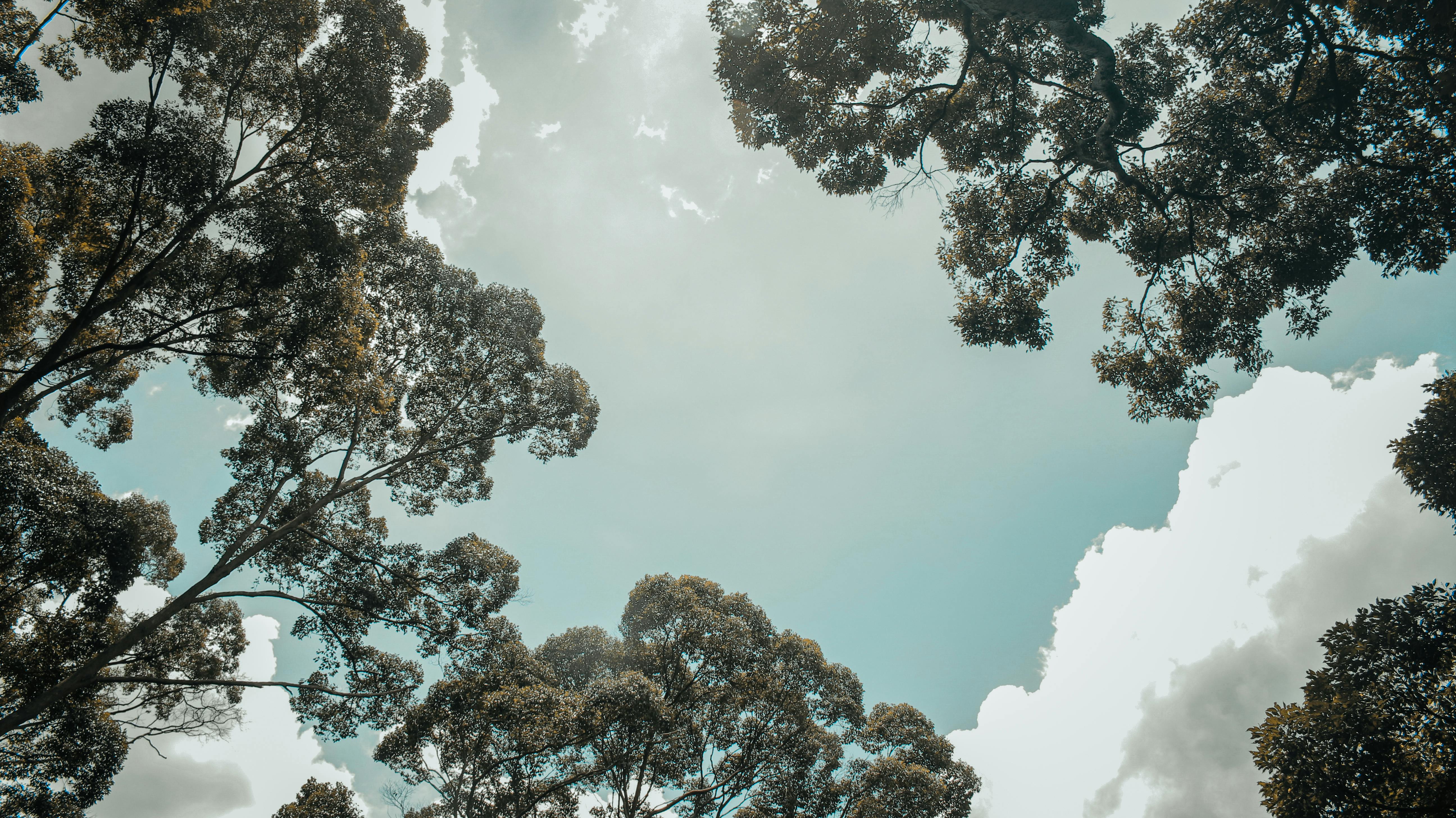 Green Trees and Clouds · Free Stock Photo