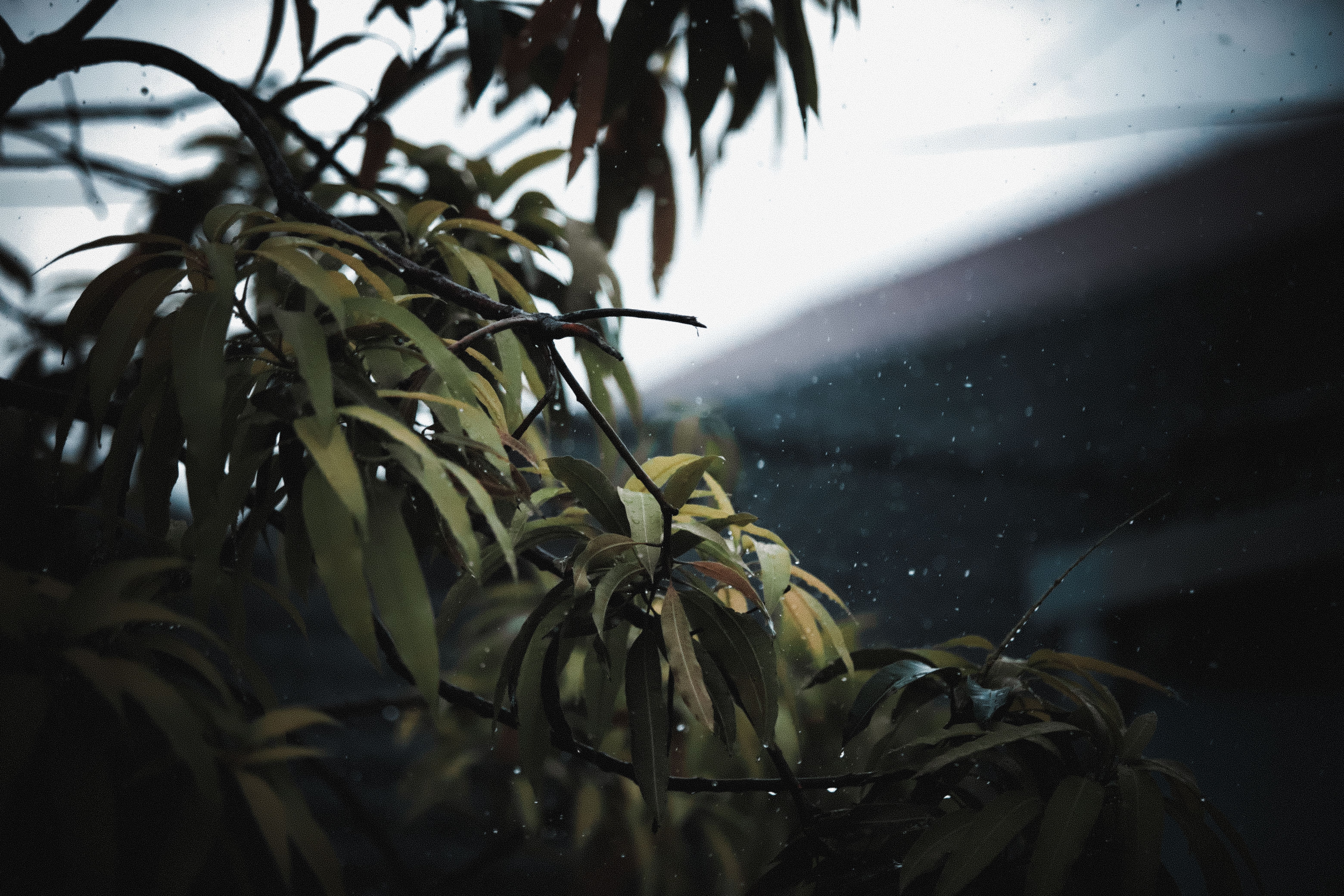 Green Tree Close-up Photo · Free Stock Photo