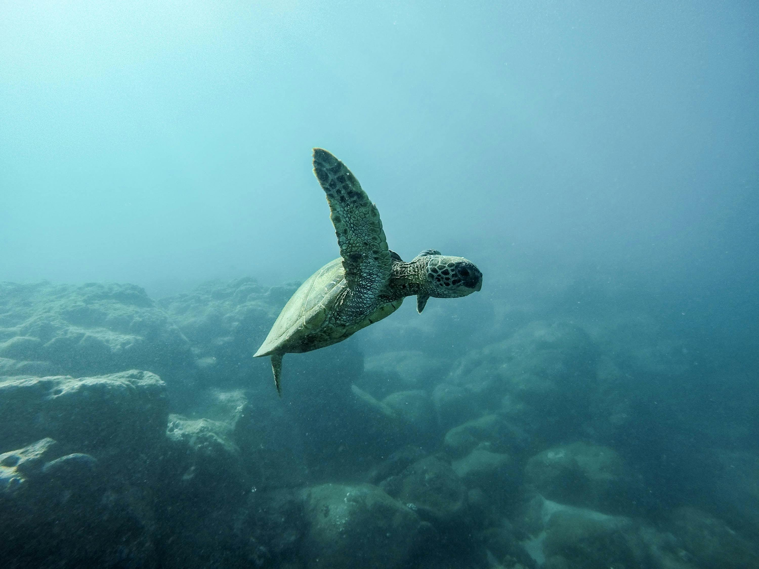 Turtle Underwater · Free Stock Photo