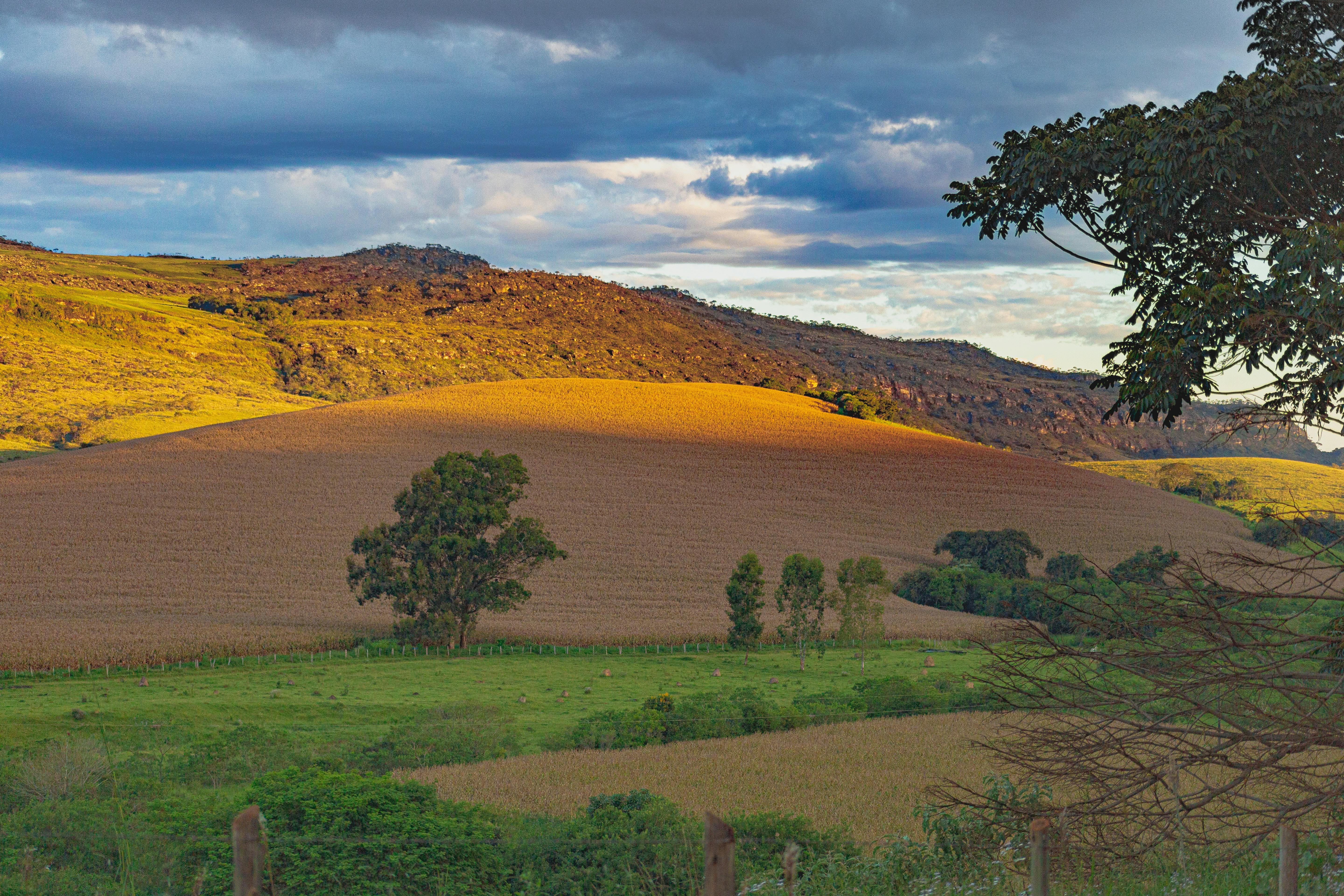 High Resolution Grass Landscape Tree Sunset Photos, Download The BEST ...