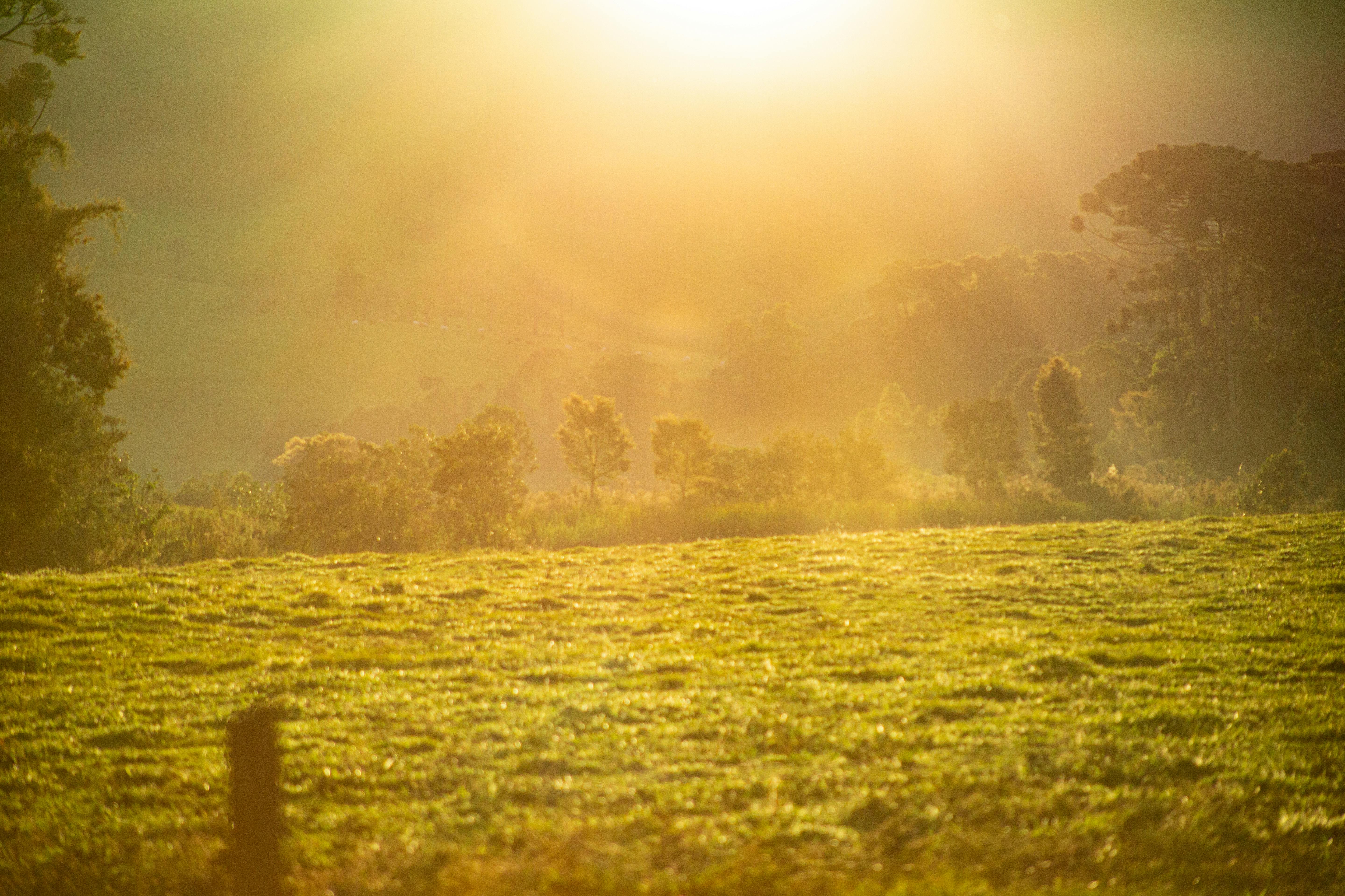Landscape Photography of Green Grass Field and Trees · Free Stock Photo