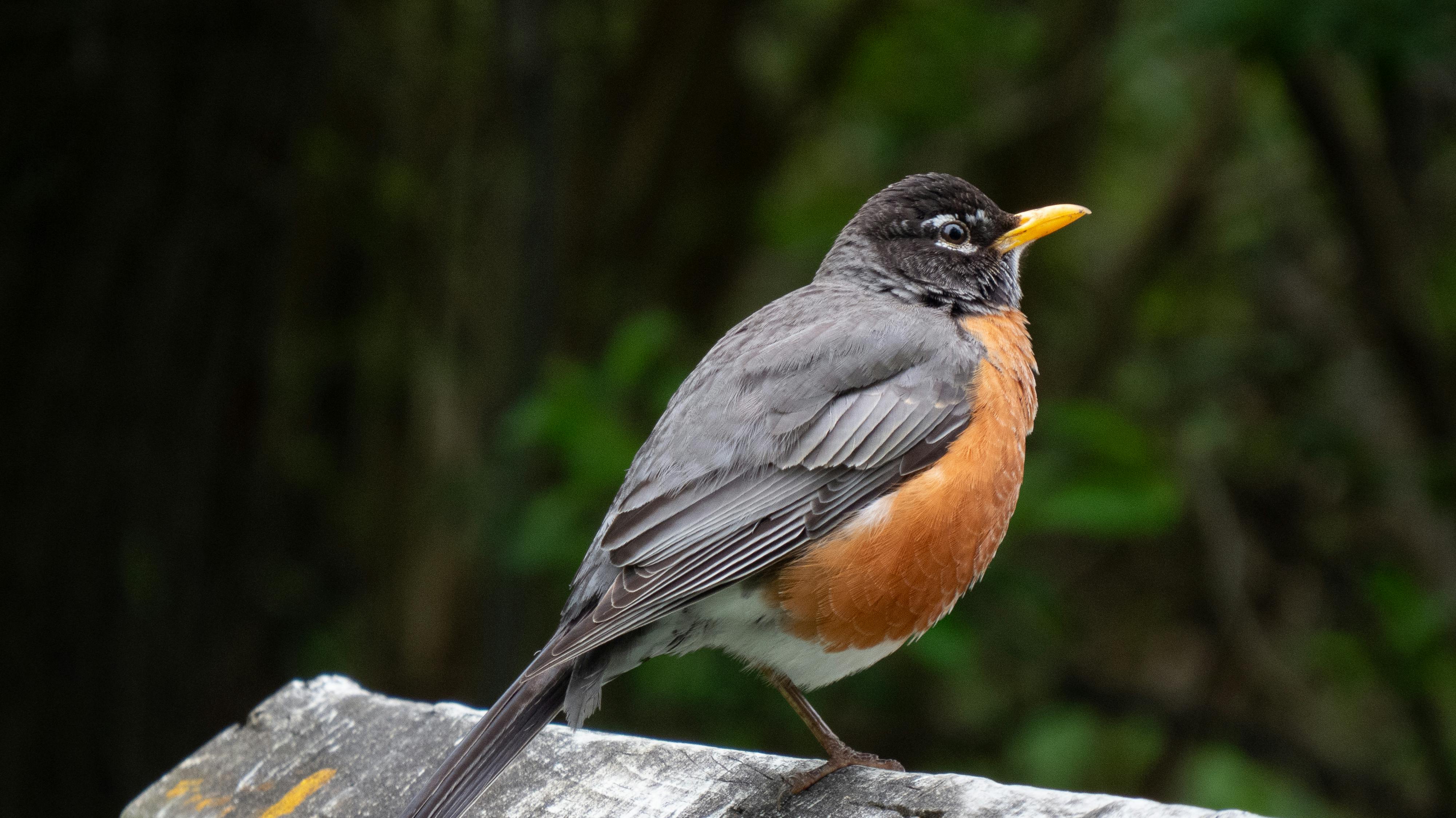 Bird Side View Photos, Download The BEST Free Bird Side View Stock ...