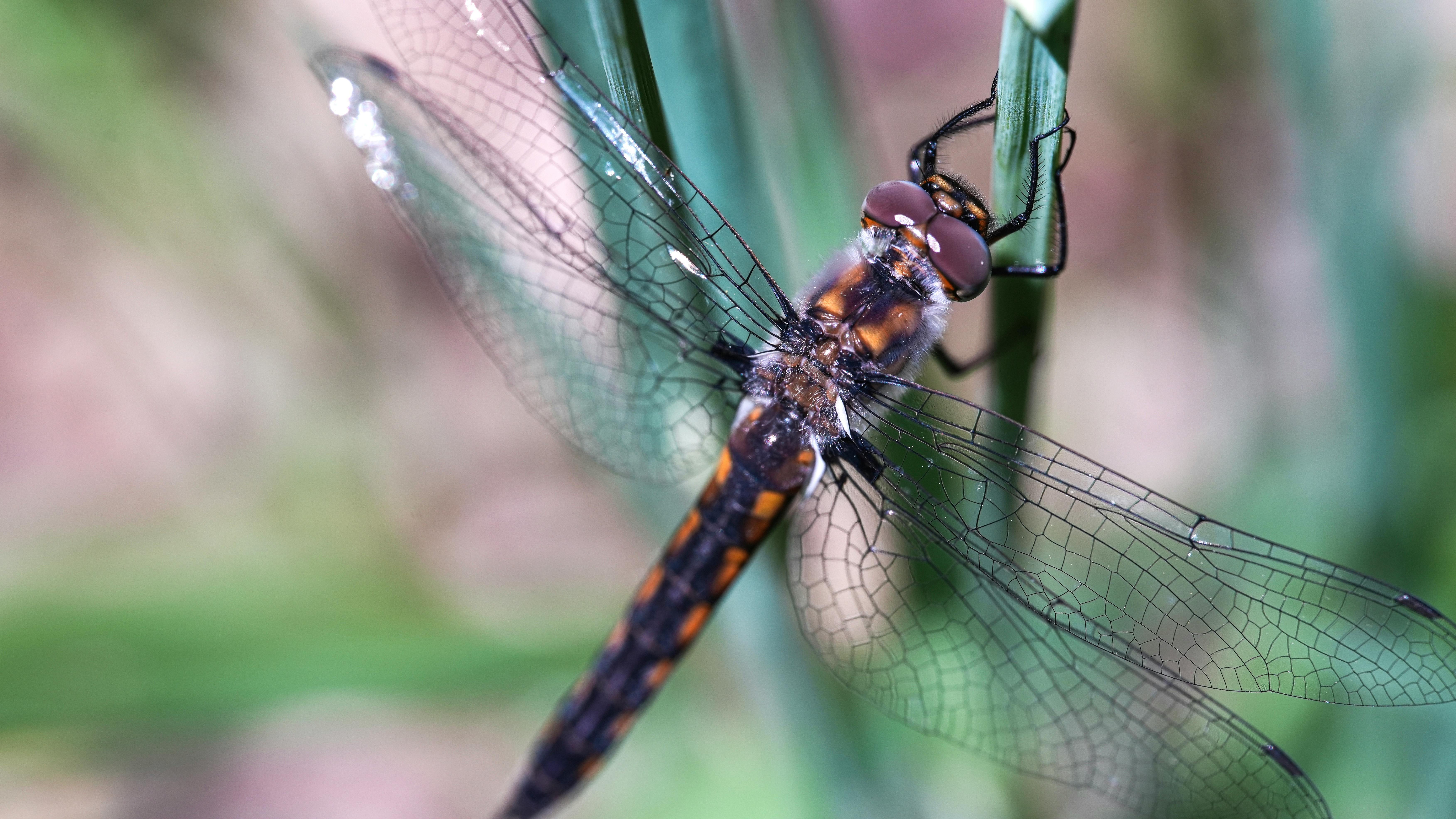 Common Baskettail Photos, Download The BEST Free Common Baskettail ...