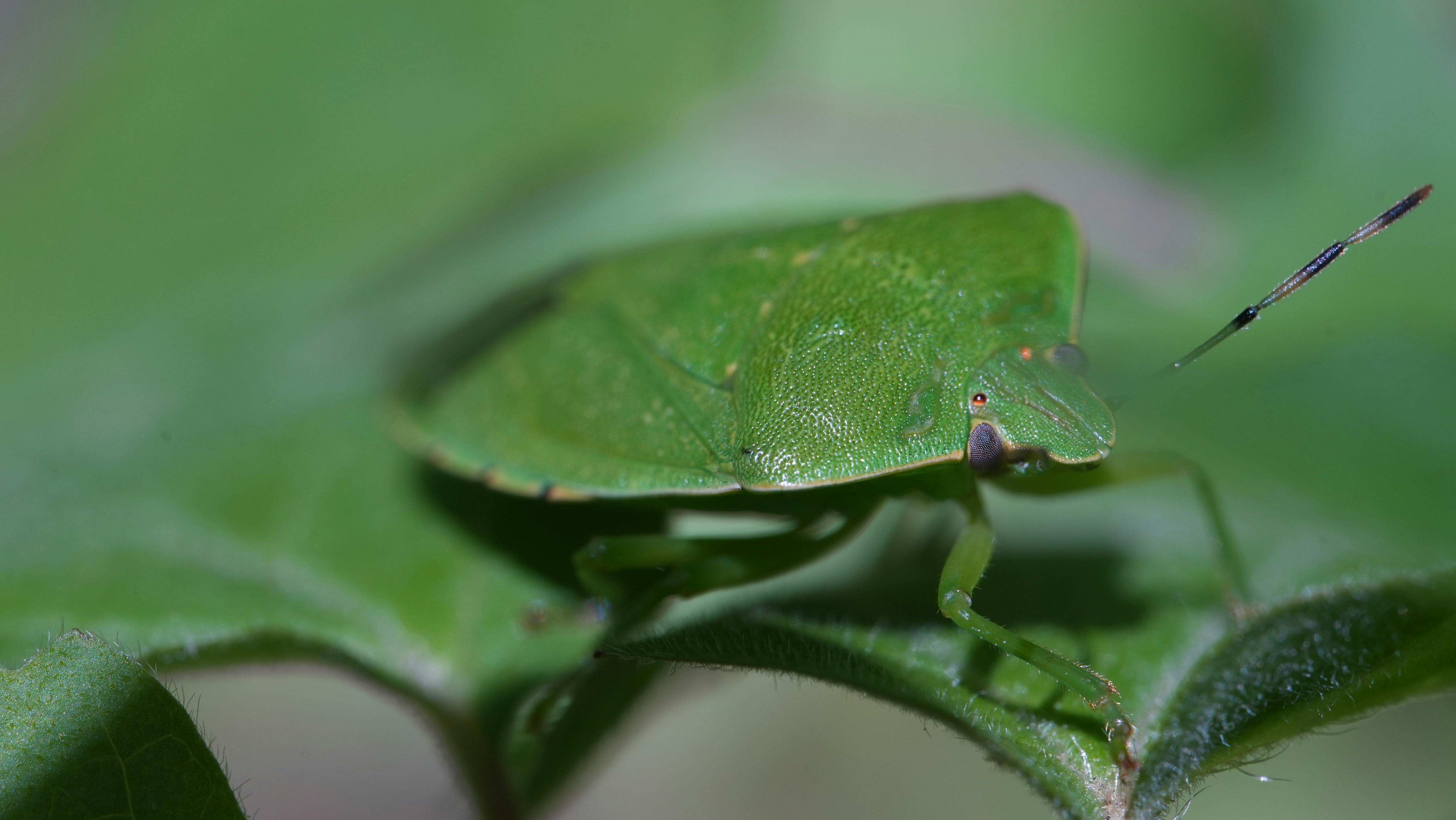 Green Bug on Leaf · Free Stock Photo