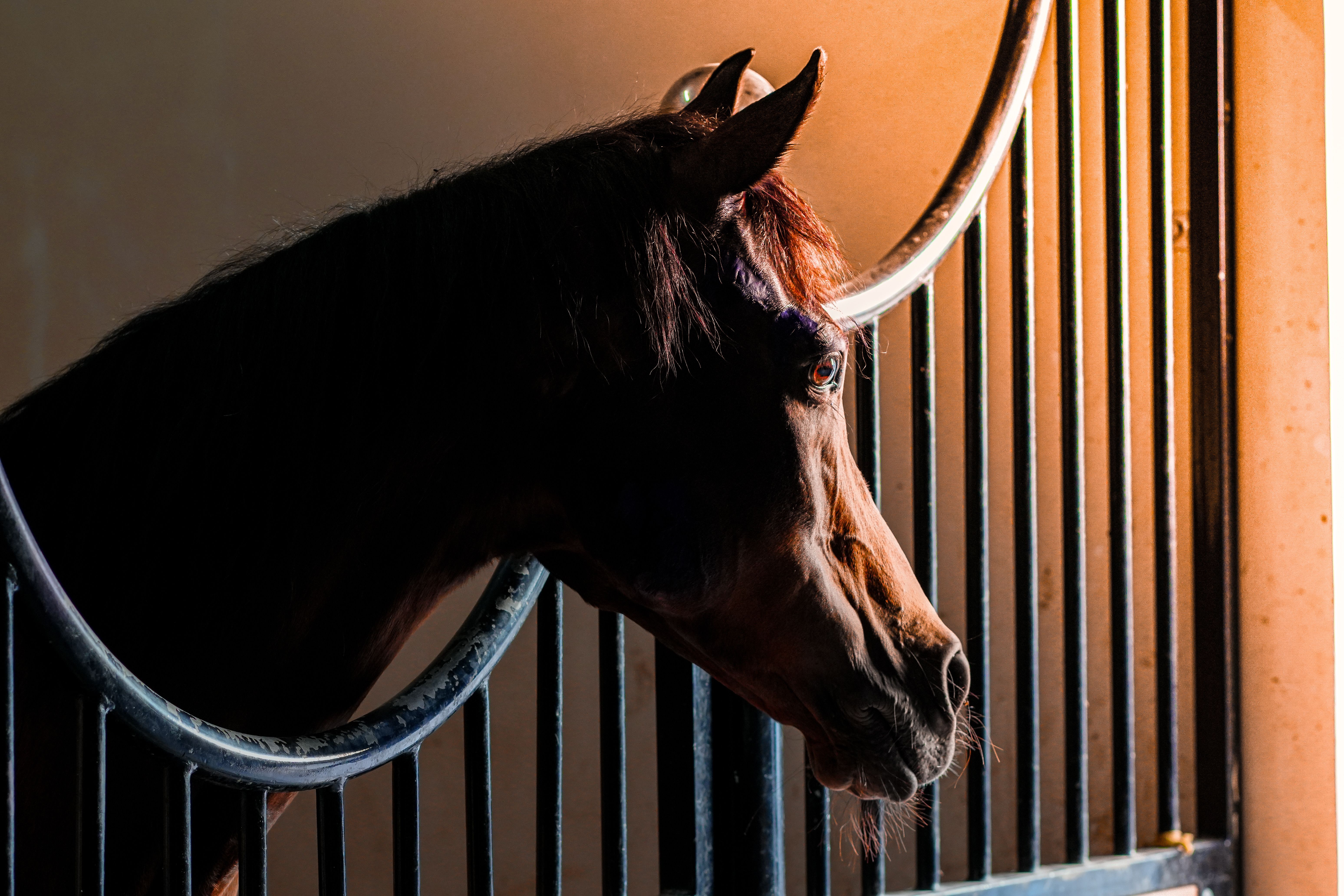 Head of Horse in Stable · Free Stock Photo