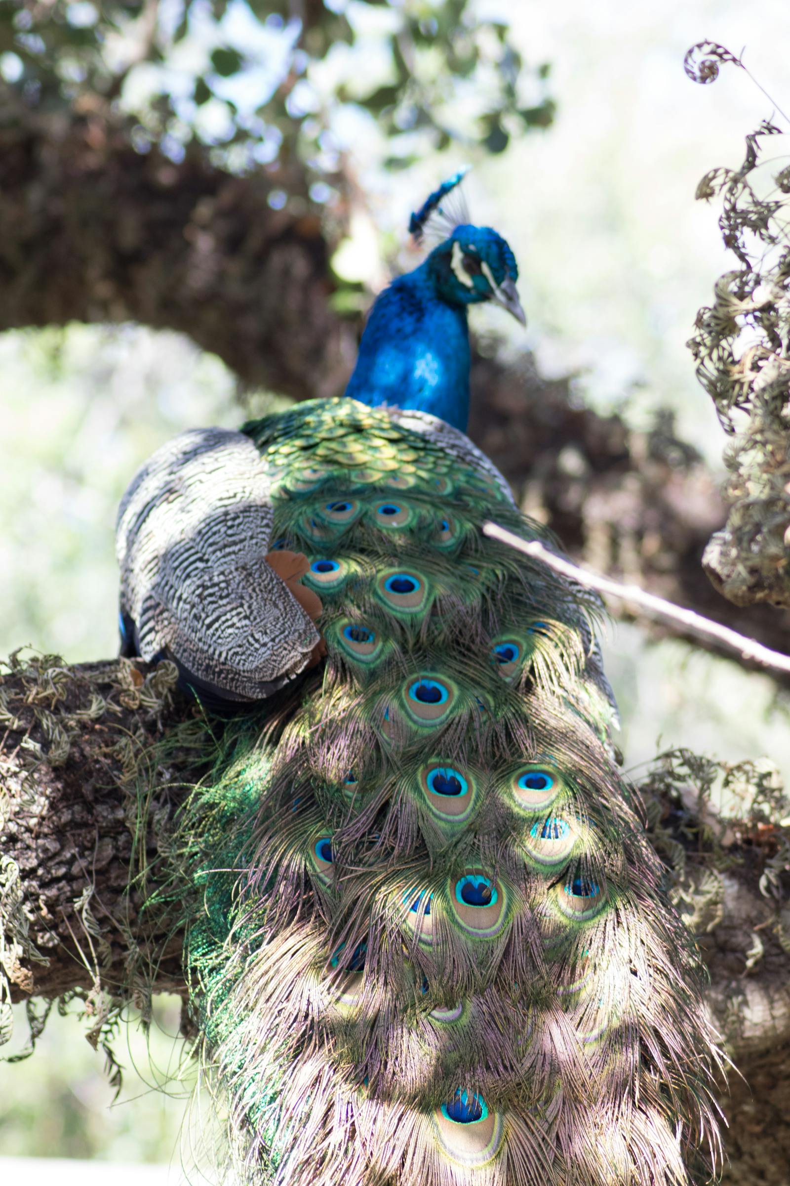 Peacock Full Photos, Download The BEST Free Peacock Full Stock Photos ...