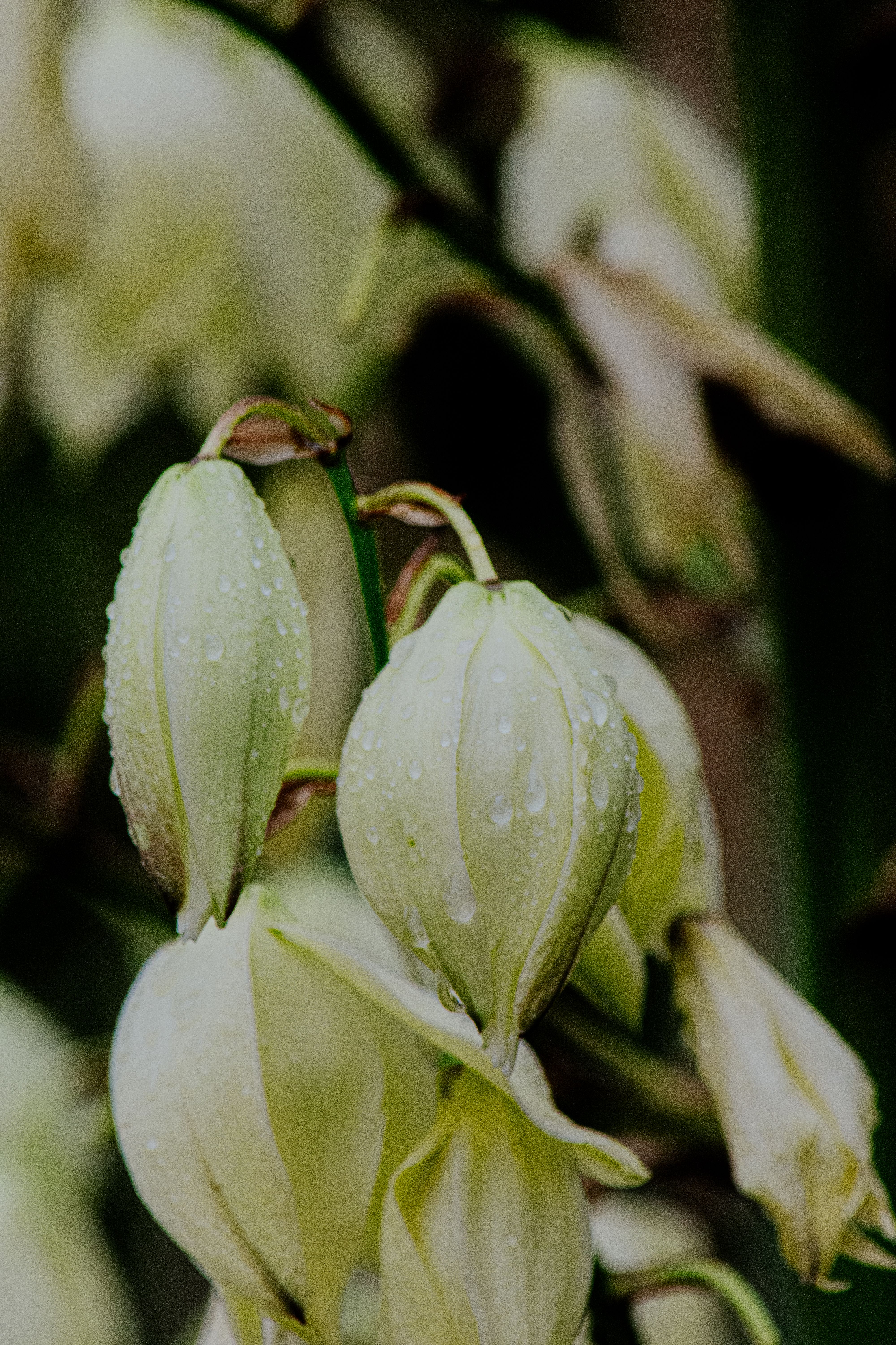 Close-up of Yucca Flowers · Free Stock Photo