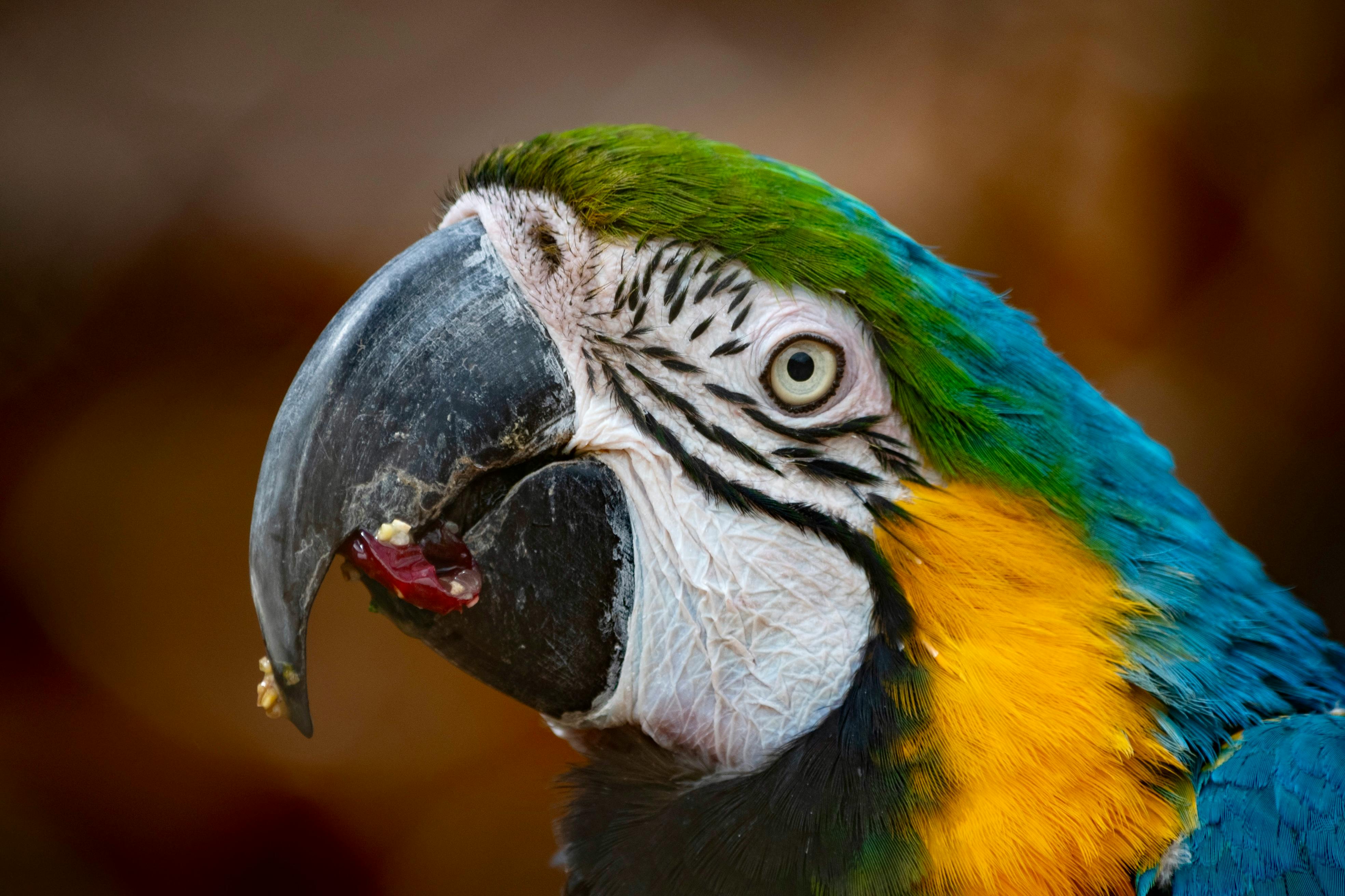Close-up of a Blue-and-Yellow Macaw Eating · Free Stock Photo