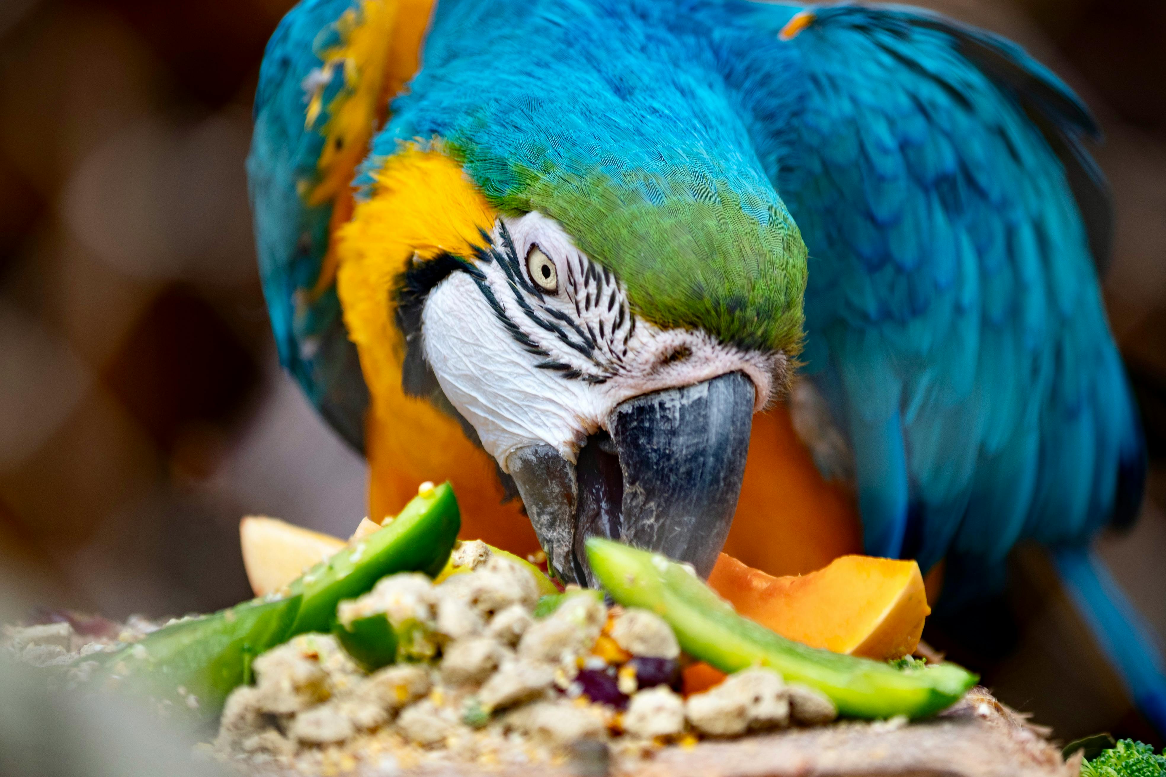 Blue and Yellow Macaw while Eating · Free Stock Photo