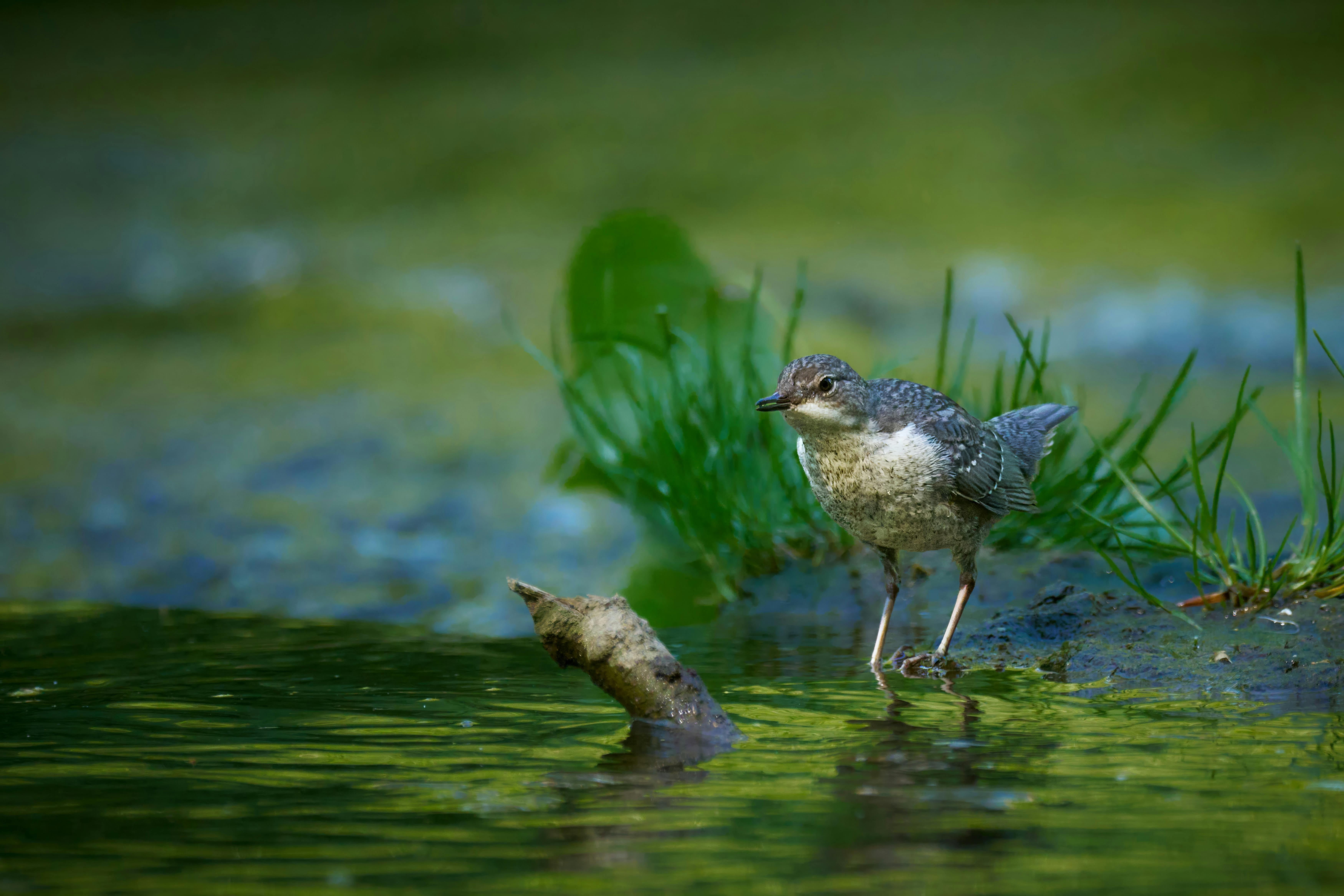 Dipper Bird Photos, Download The BEST Free Dipper Bird Stock Photos ...