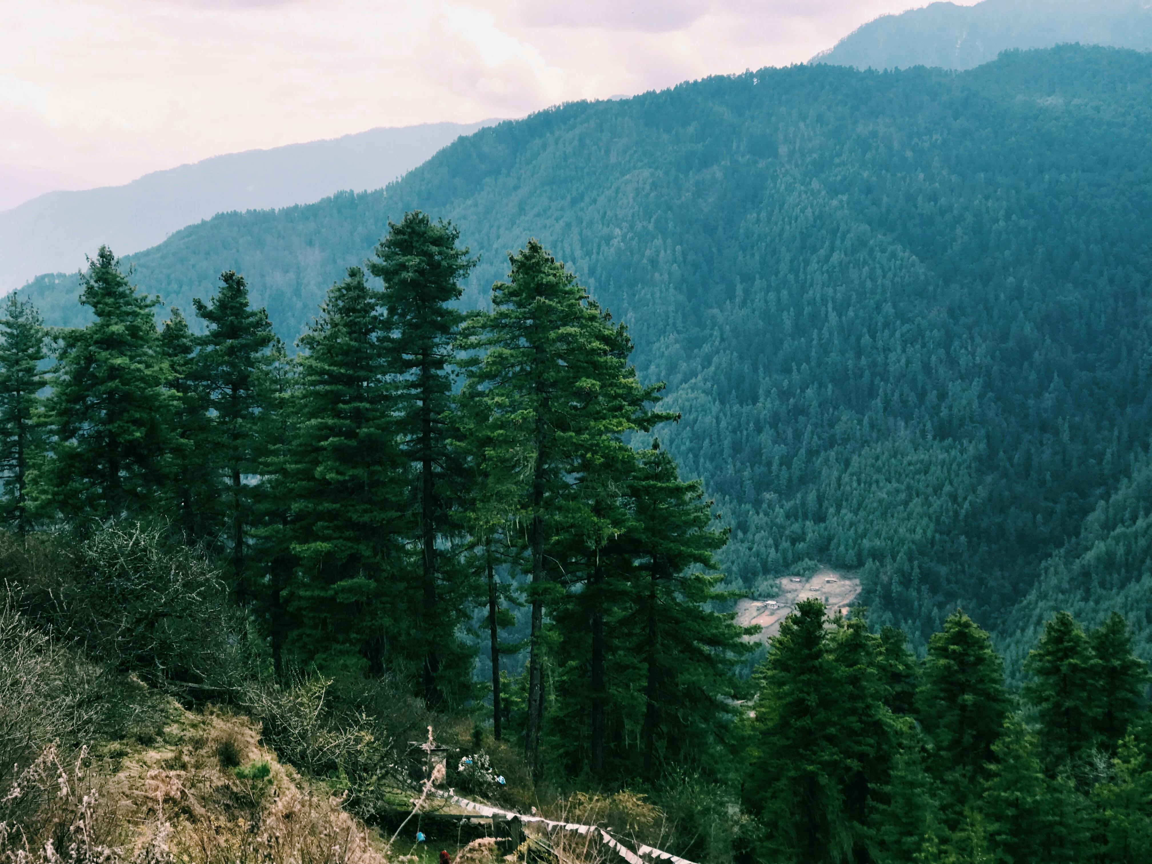 Photo of Mountain Covered by Tall Trees · Free Stock Photo