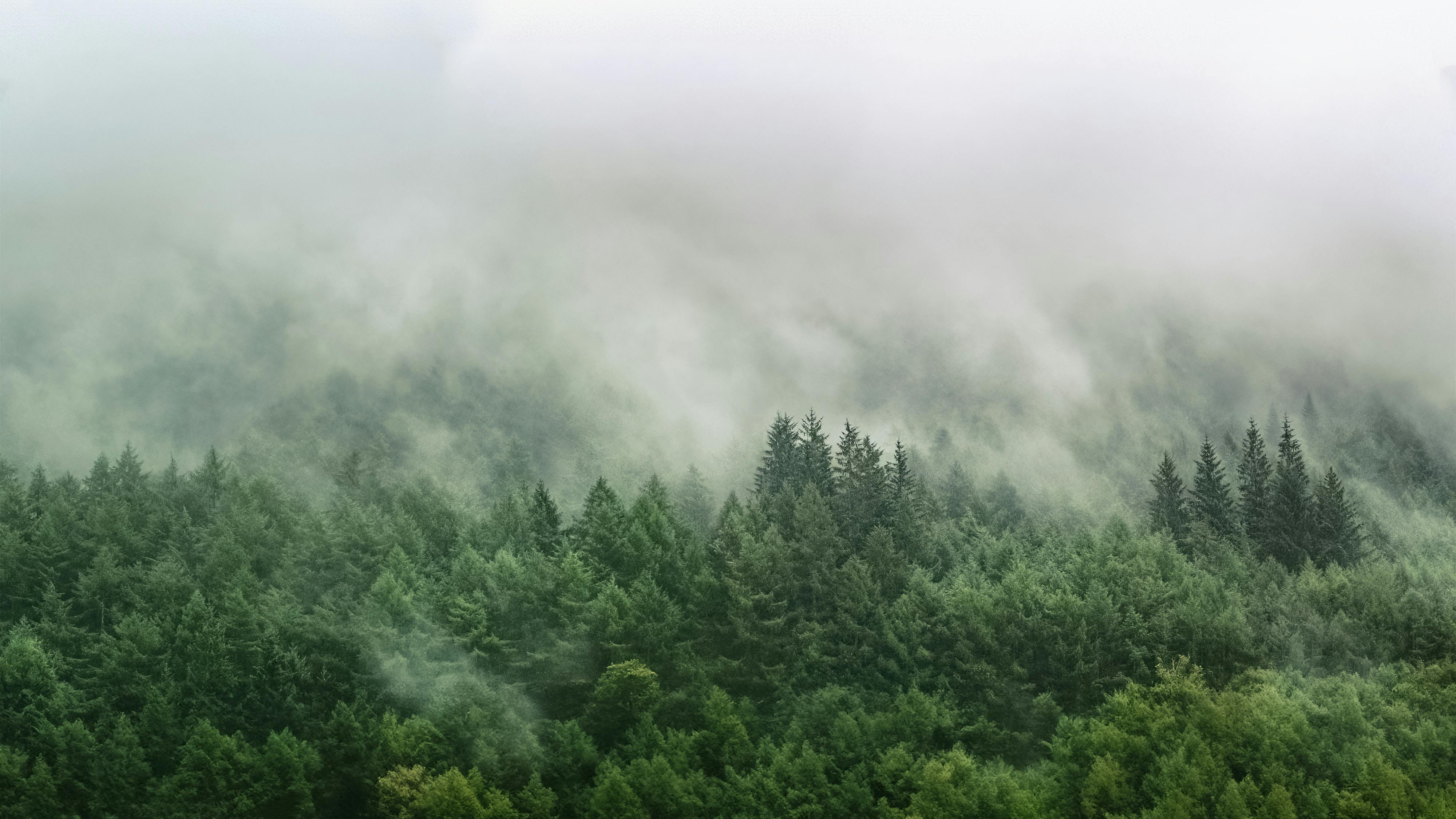 Cloud over Deep, Evergreen Forest · Free Stock Photo