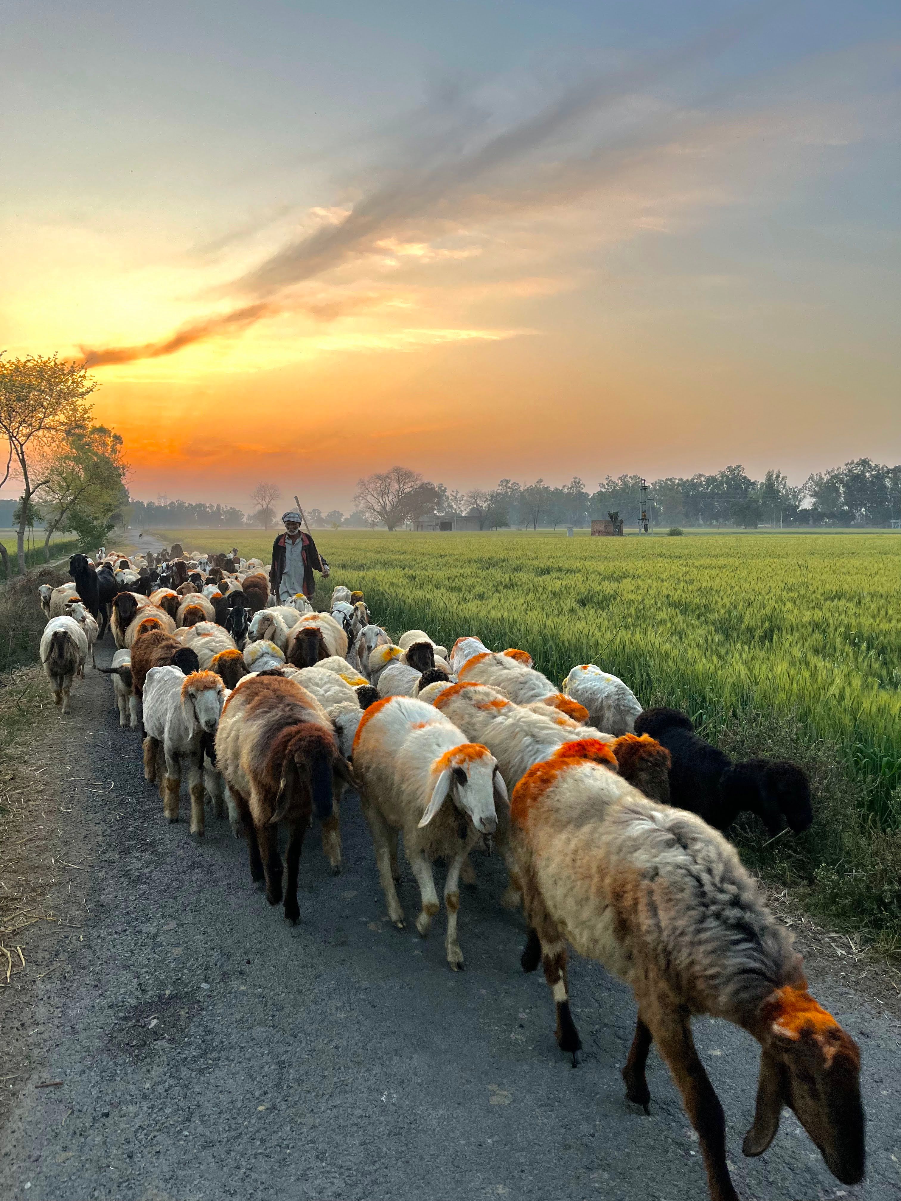 White Sheep on Farm · Free Stock Photo