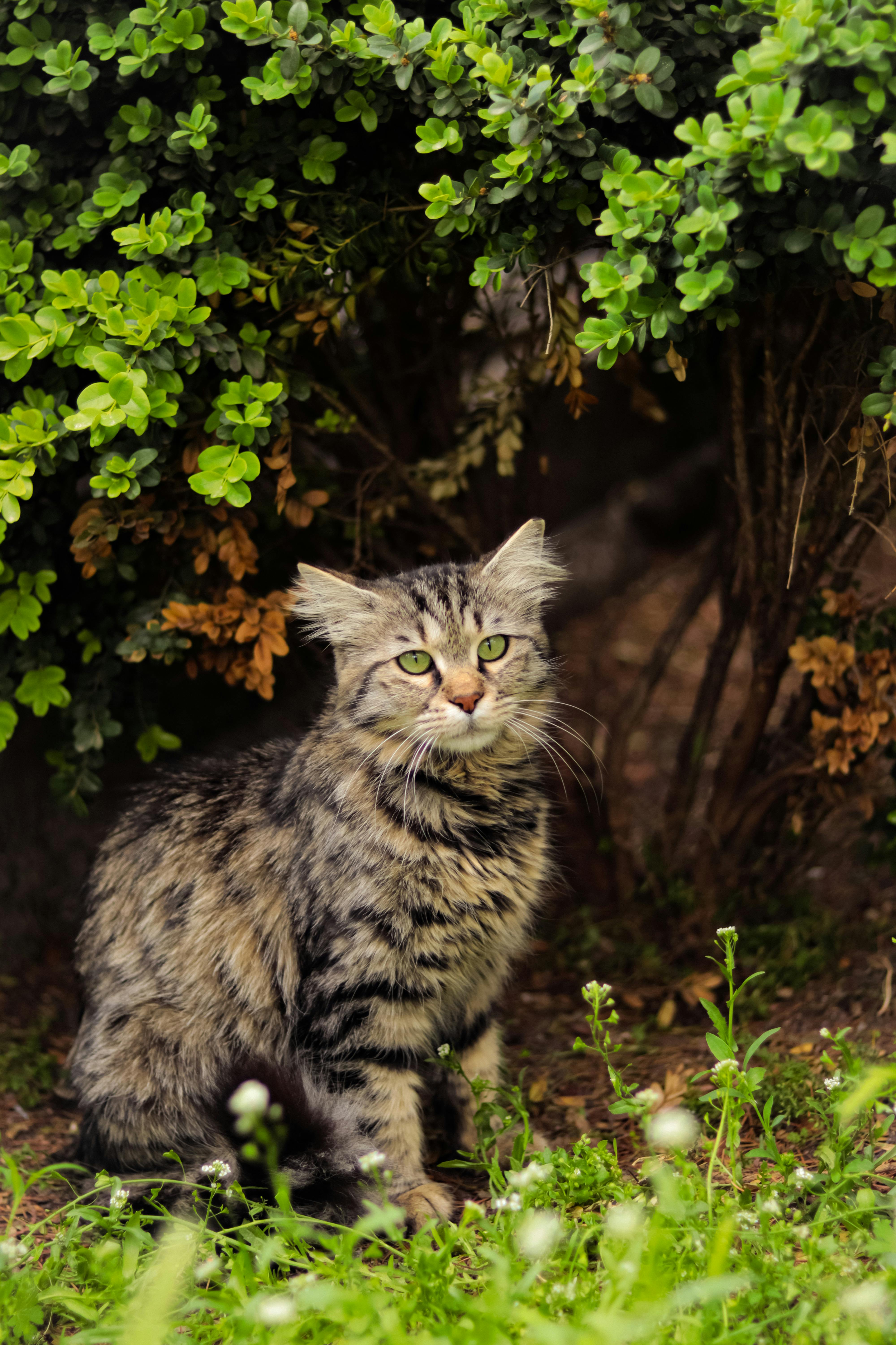 Gray Cat with Ruffled Fur Sitting Under a Shrub · Free Stock Photo
