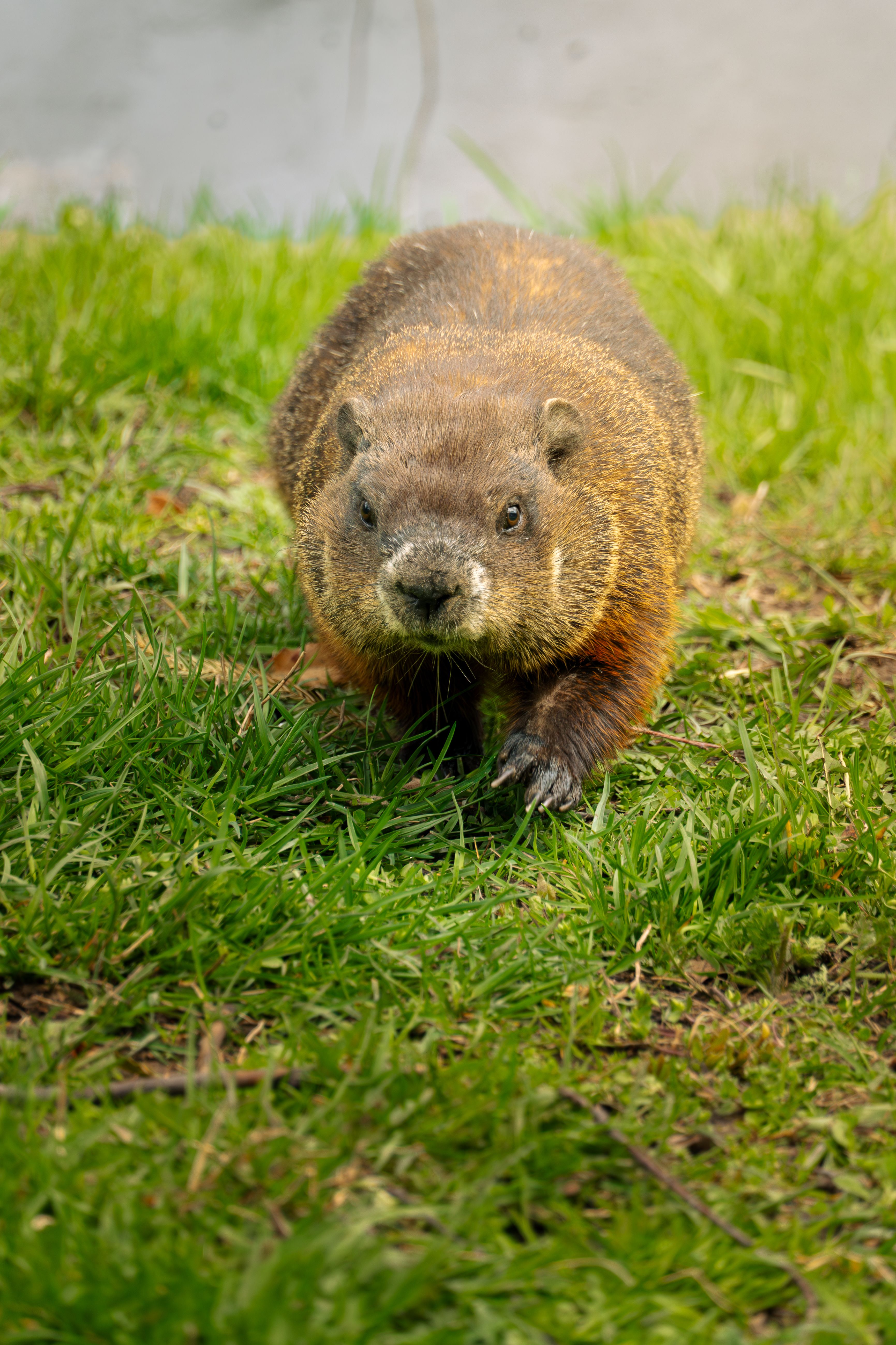 Groundhog Photos, Download The BEST Free Groundhog Stock Photos & HD Images