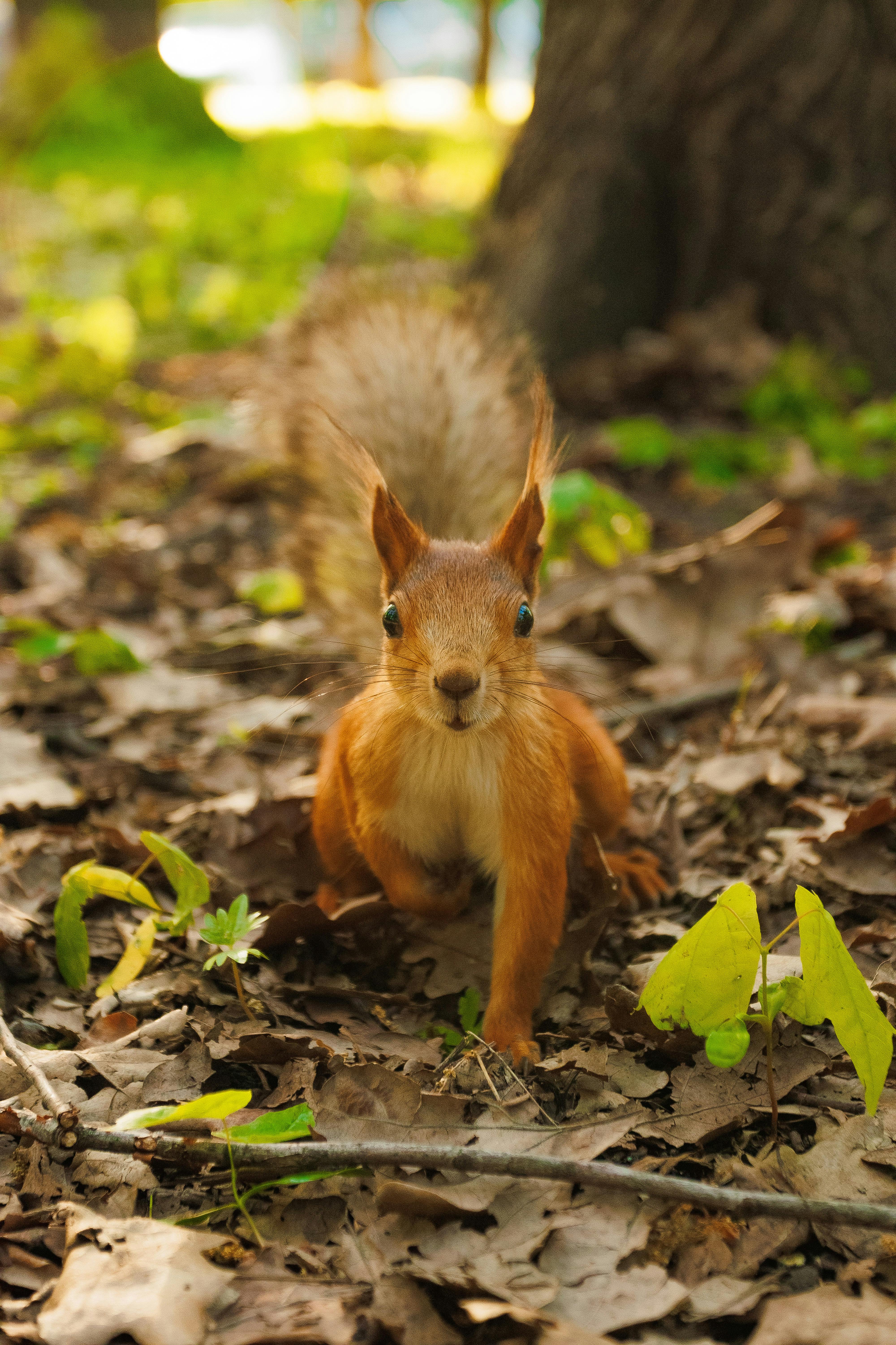 Close-up of a Squirrel on the Ground in a Park · Free Stock Photo