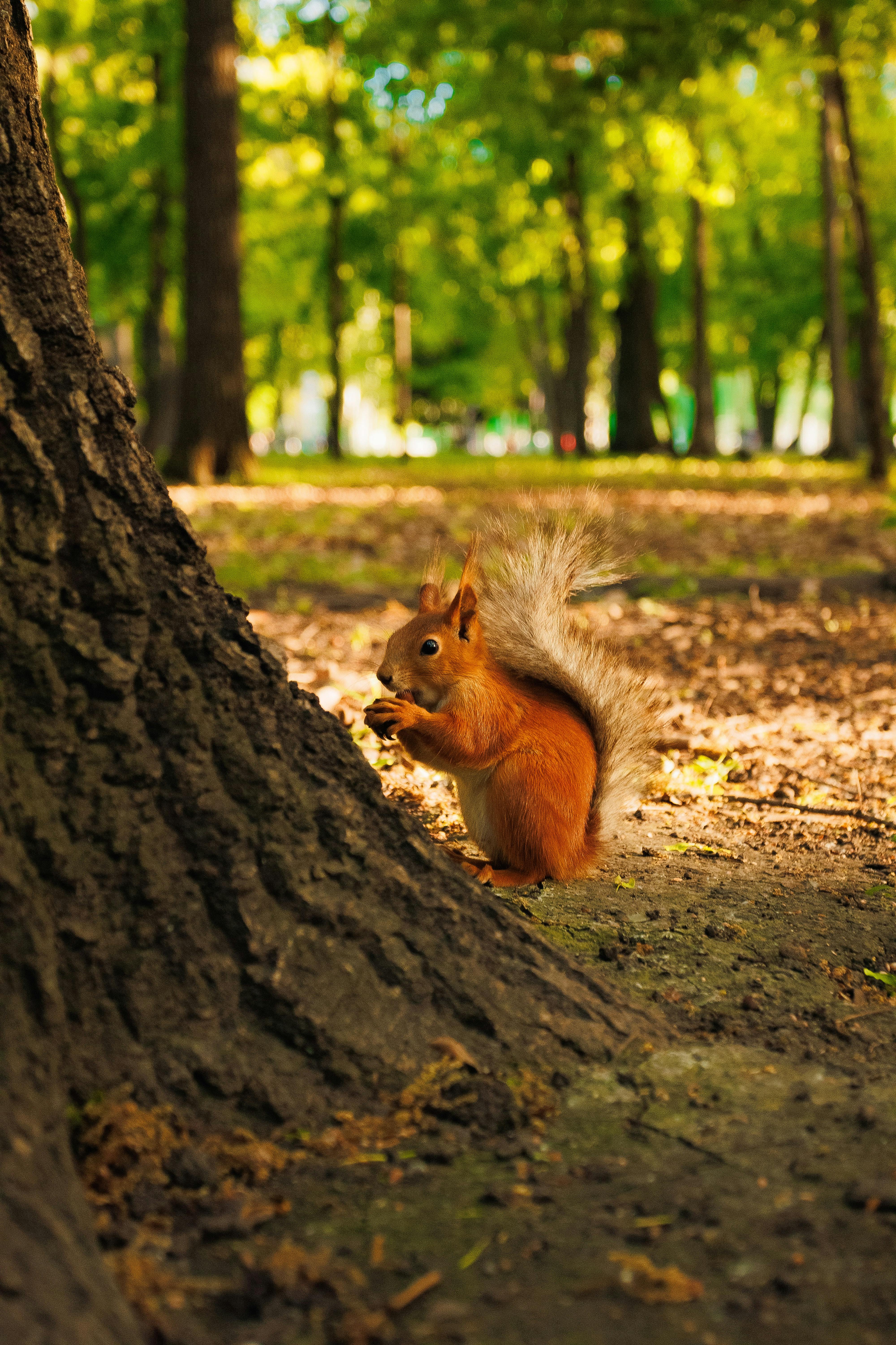Red Squirrel Gnawing Acorn in the Park · Free Stock Photo