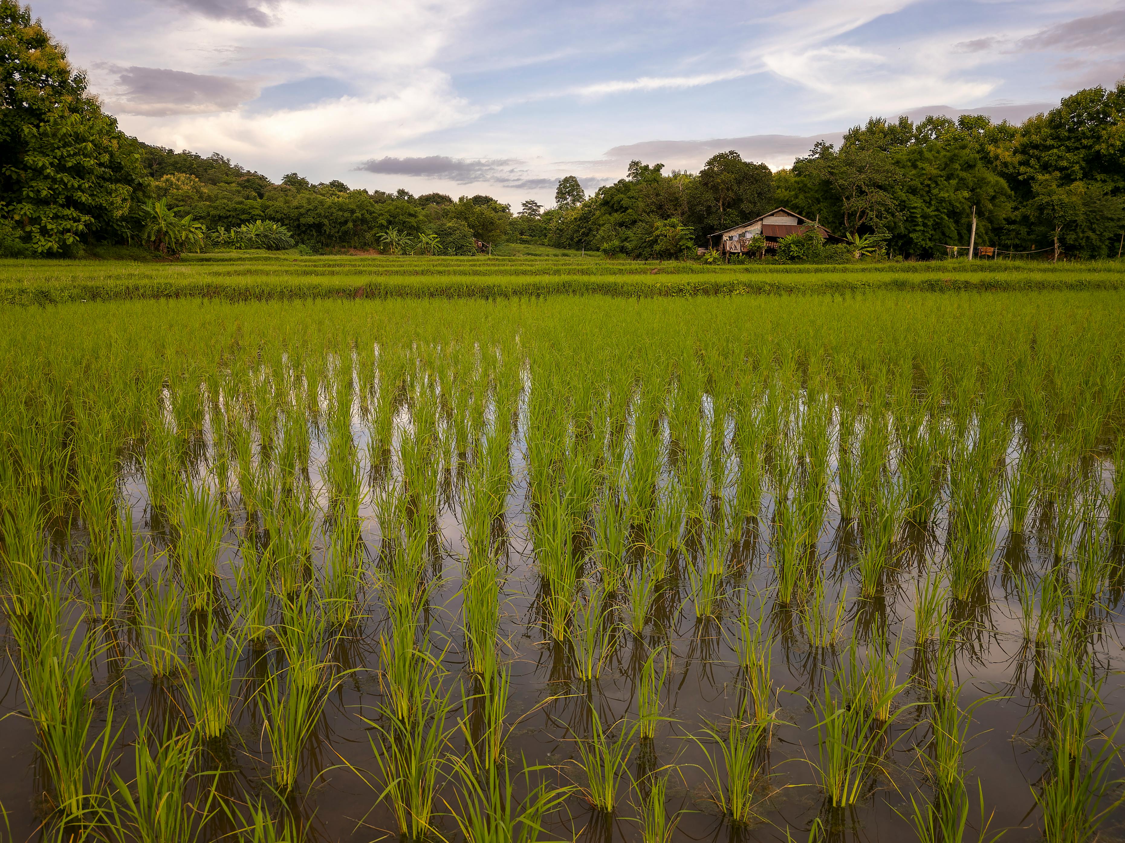 Farm and Rice Field Surrounded by Forest · Free Stock Photo