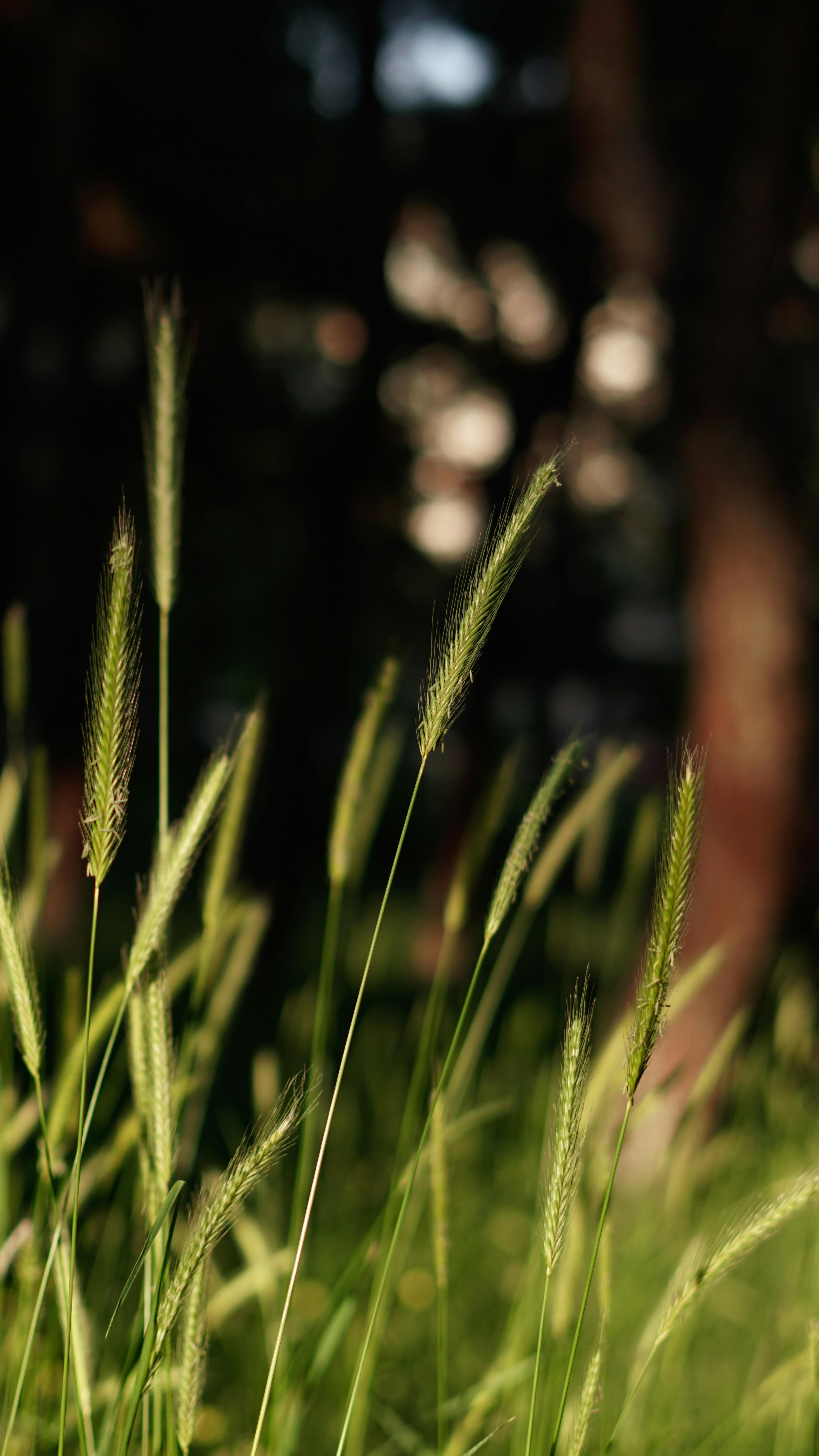 Rye Plakat Photos, Download The BEST Free Rye Plakat Stock Photos & HD ...