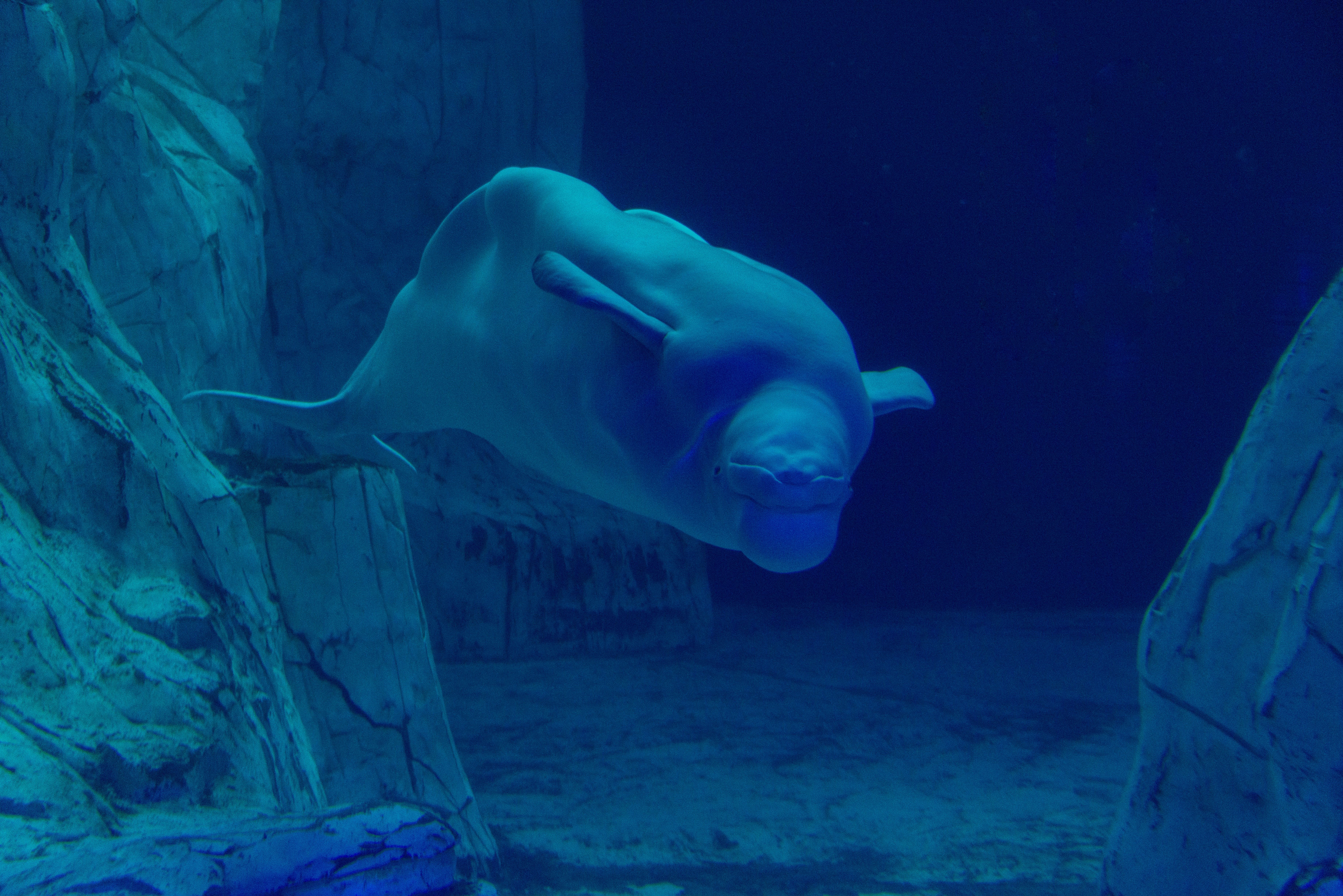 A Beluga Whale Swimming Underwater · Free Stock Photo