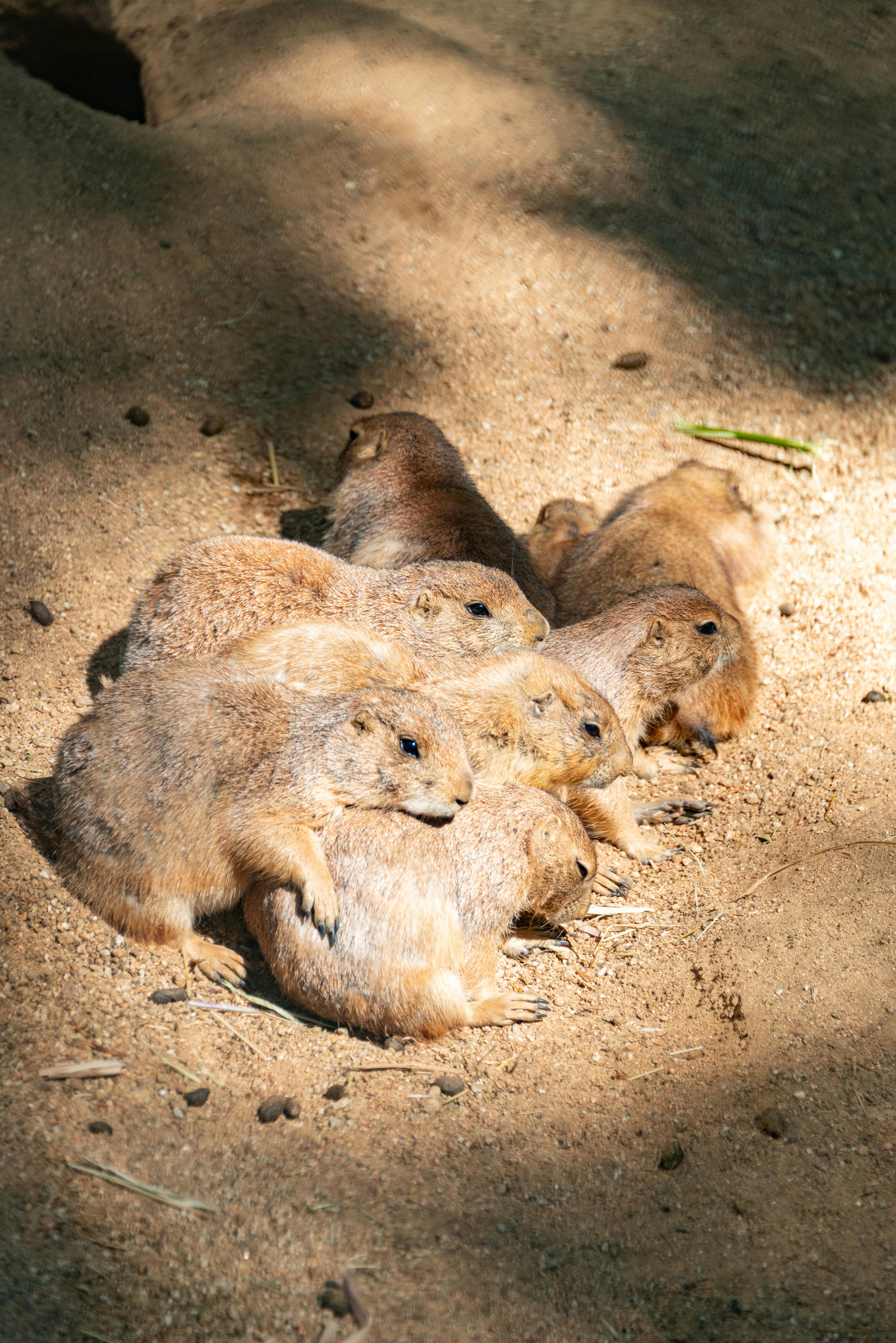 Sunn Familie Photos, Download The BEST Free Sunn Familie Stock Photos ...