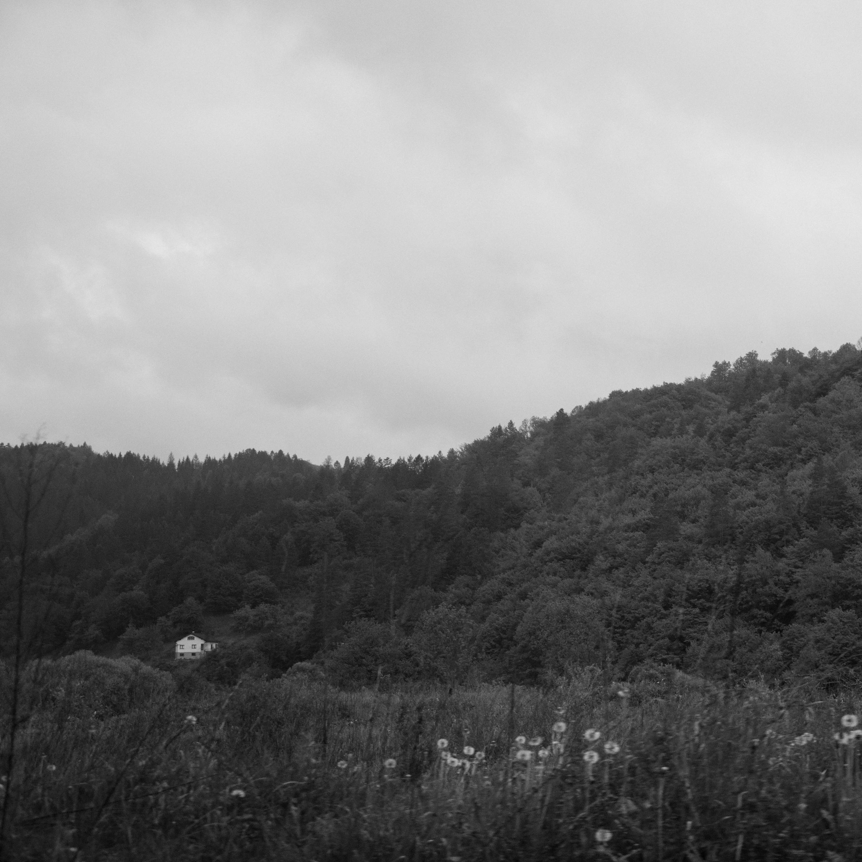 Forest in Countryside in Black and White · Free Stock Photo