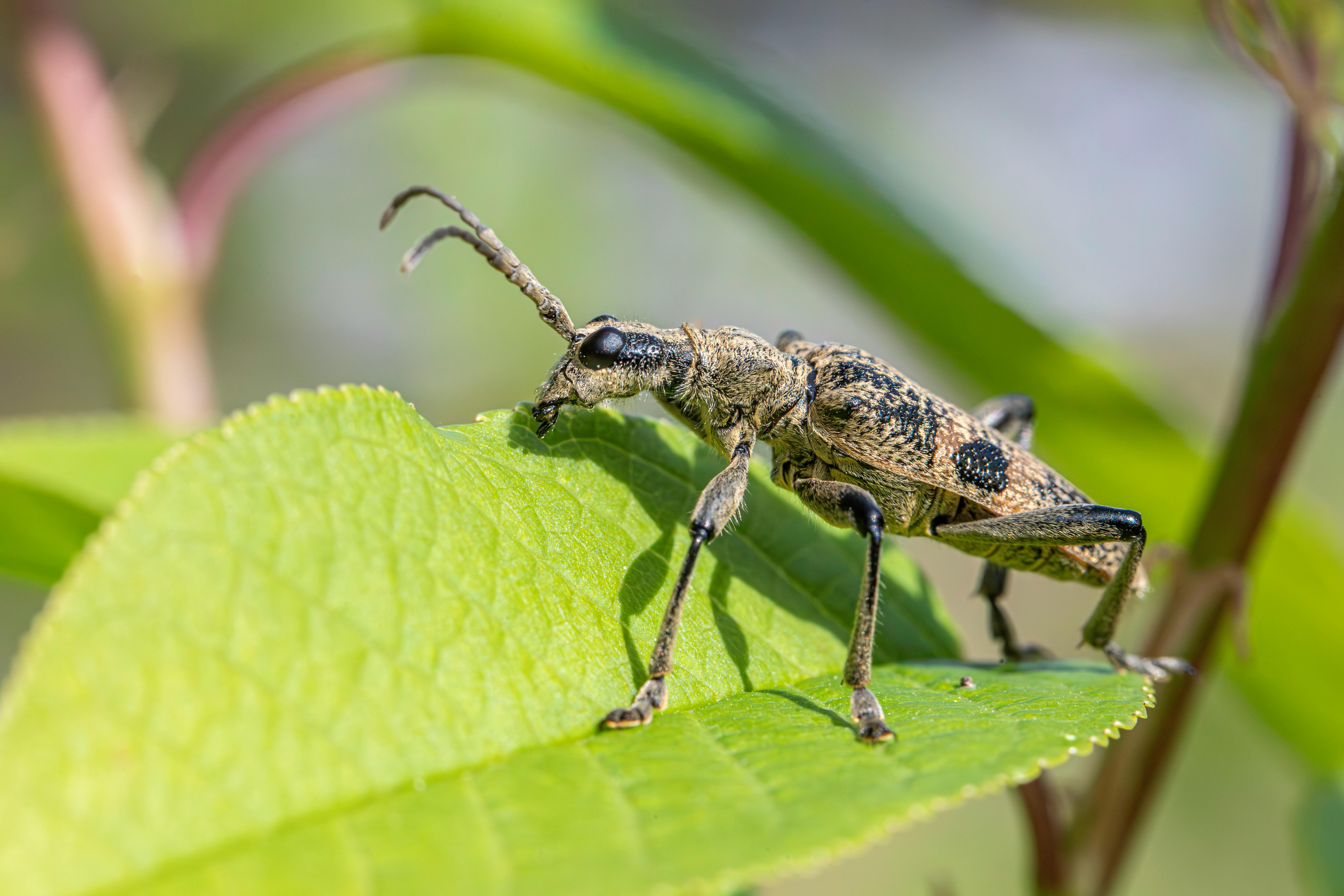 A bug with black and white spots on its back · Free Stock Photo