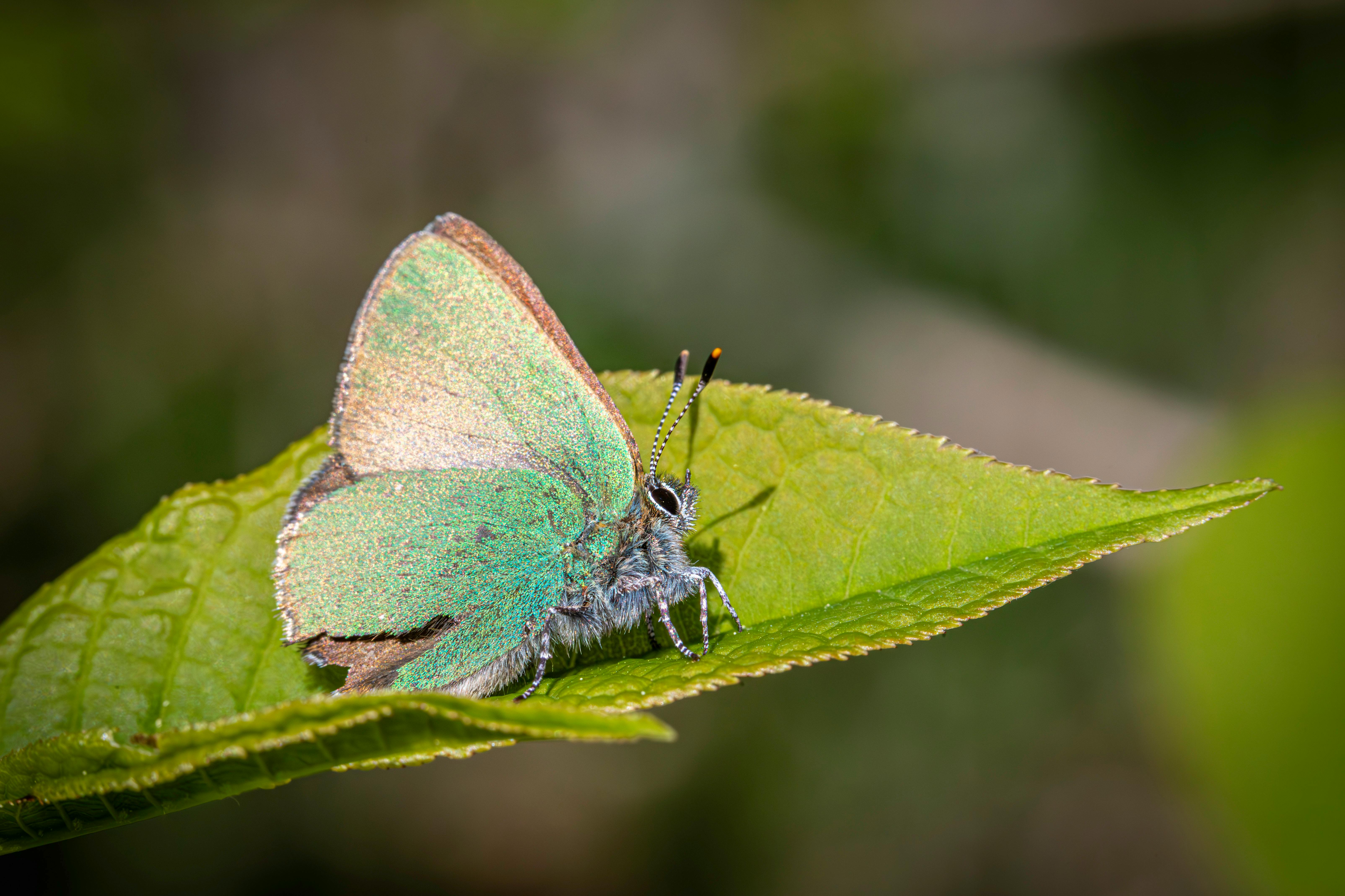 A small green and blue butterfly sitting on a leaf · Free Stock Photo
