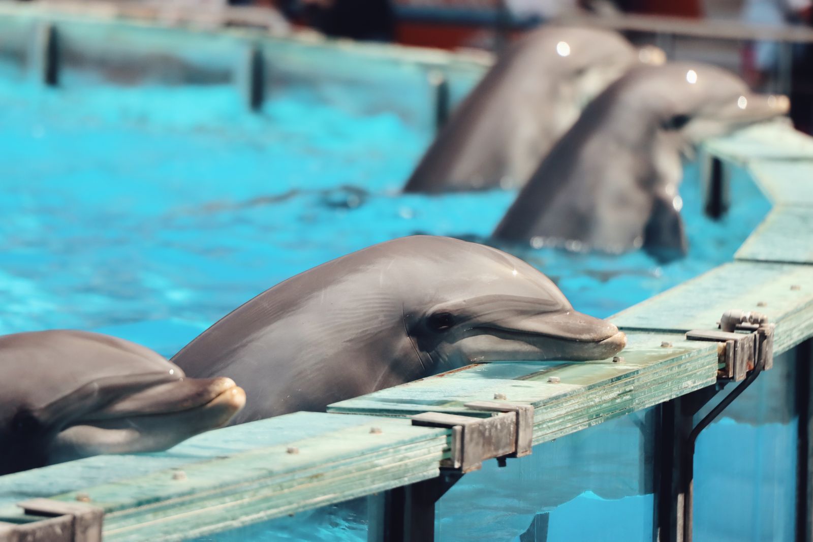 Dolphins+At+A+Zoo Photos, Download The BEST Free Dolphins+At+A+Zoo ...