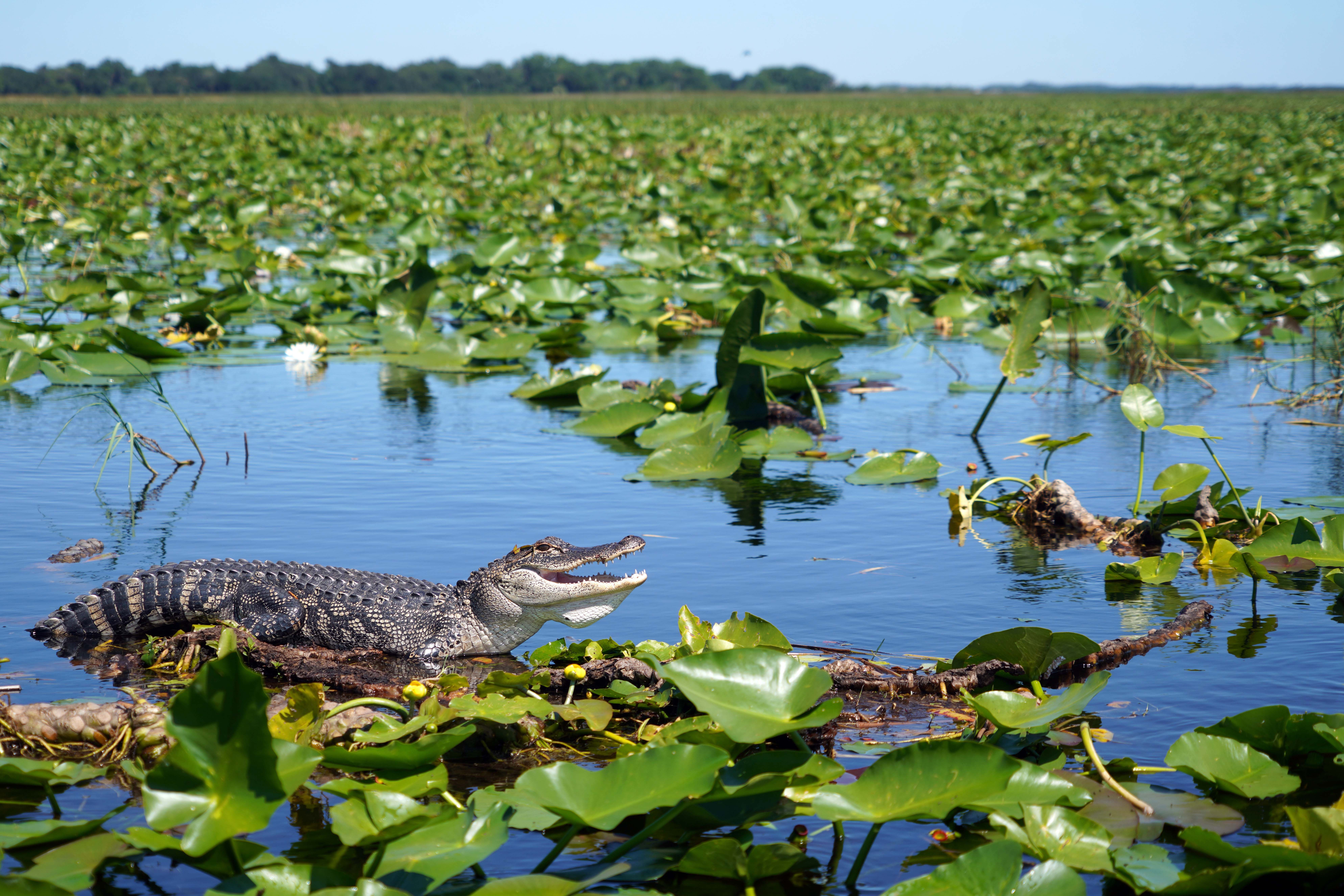 Crocodile in Lake · Free Stock Photo