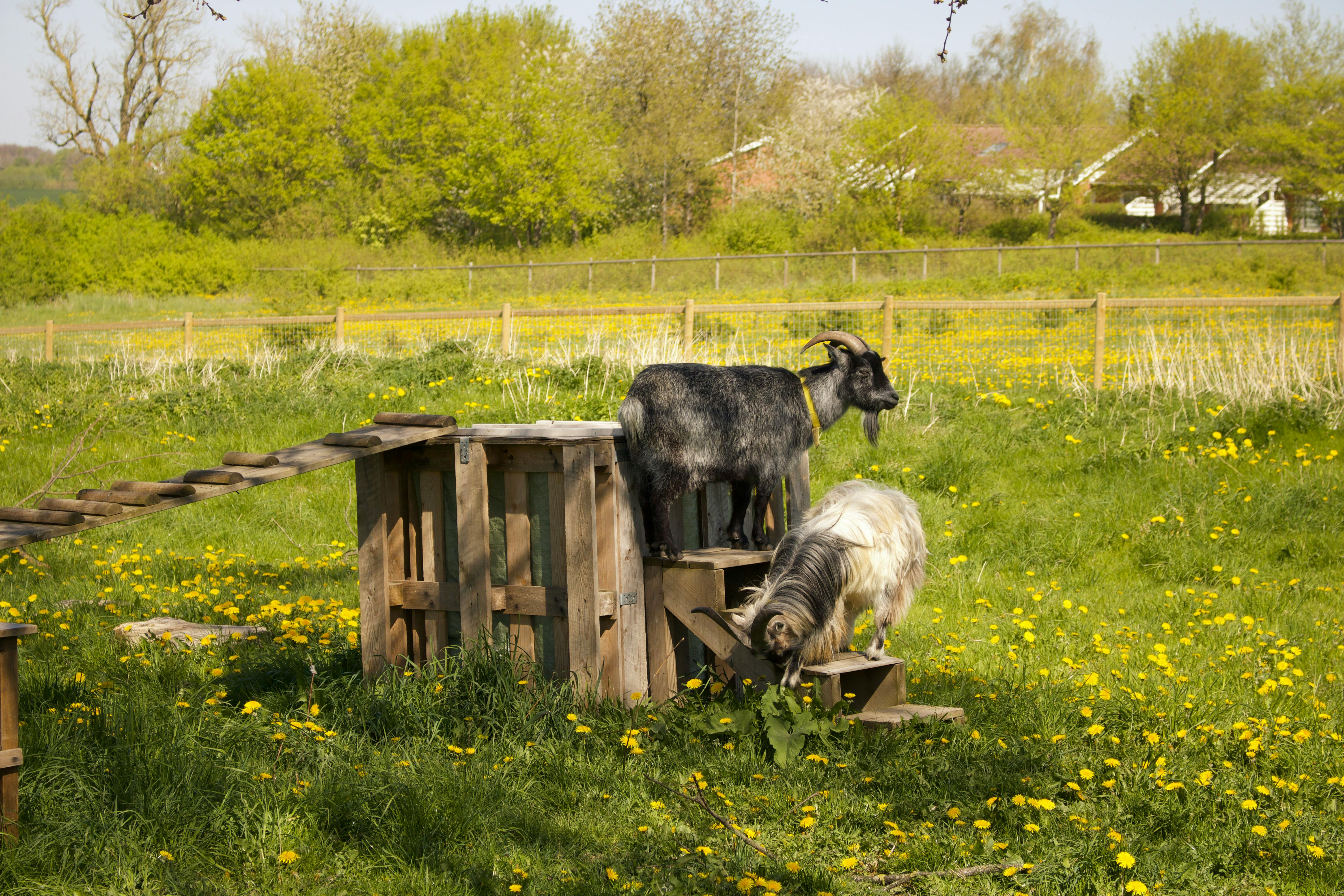 Goats on Pasture · Free Stock Photo