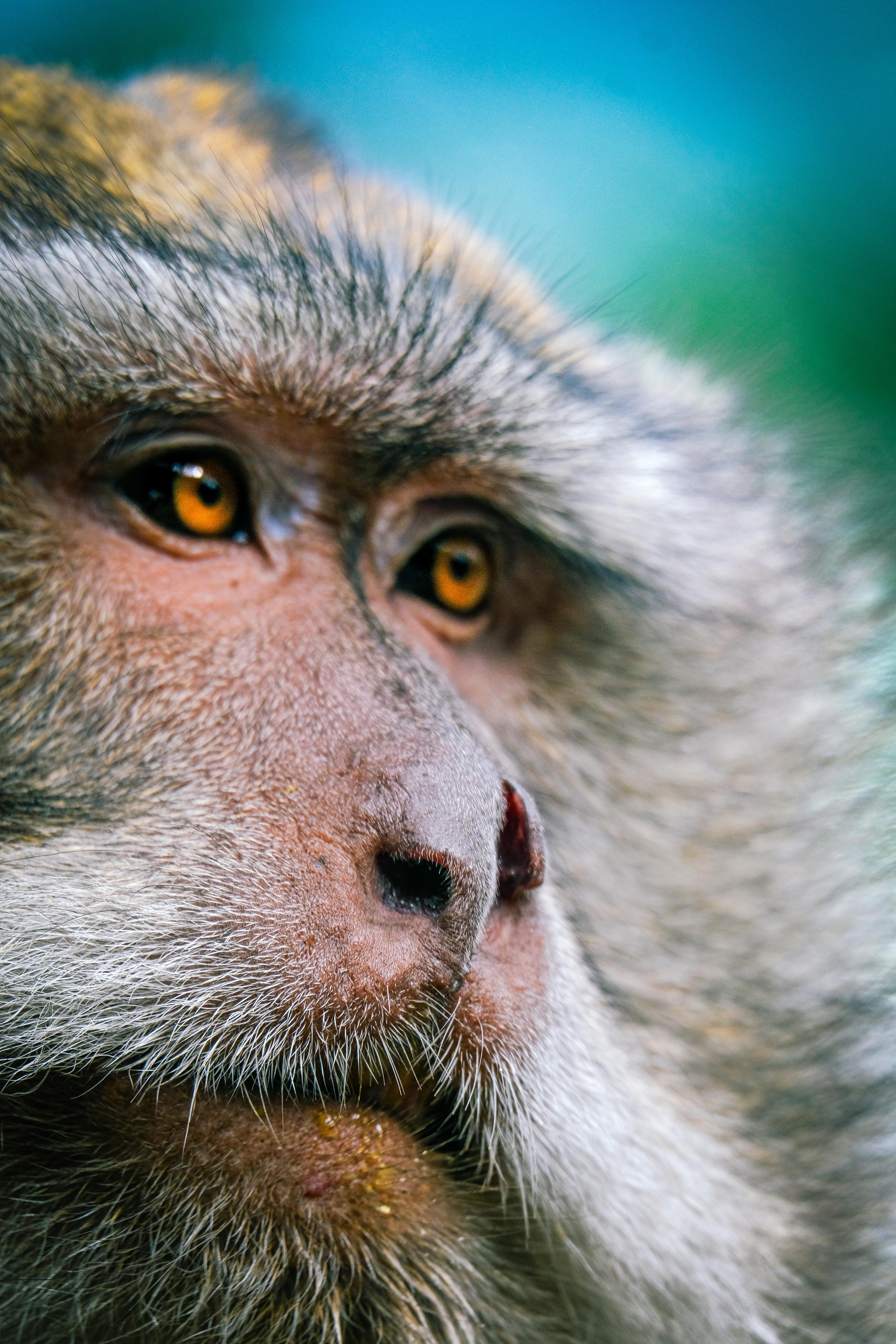 Face of Monkey · Free Stock Photo