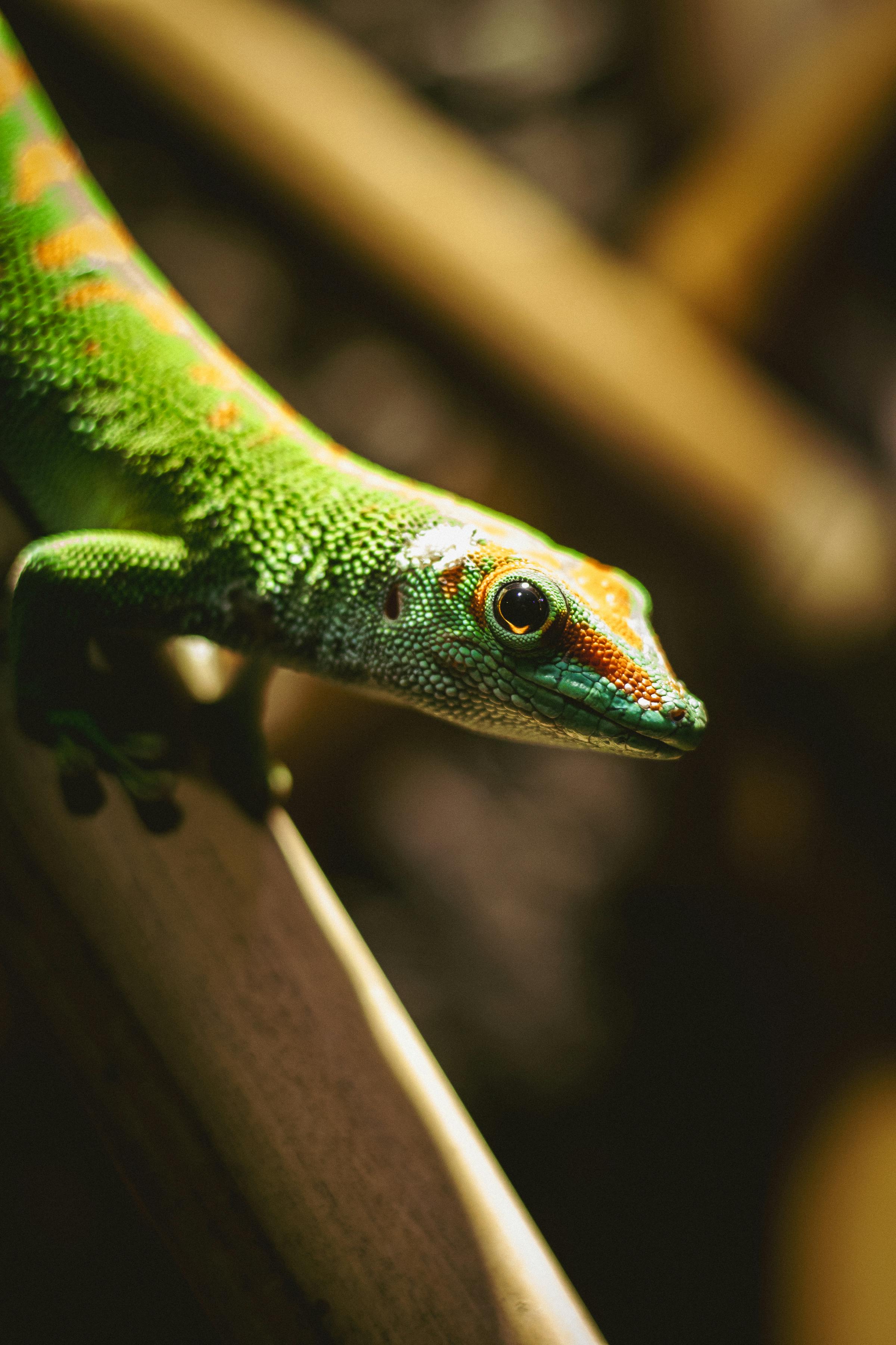 Close-up of a Gecko · Free Stock Photo